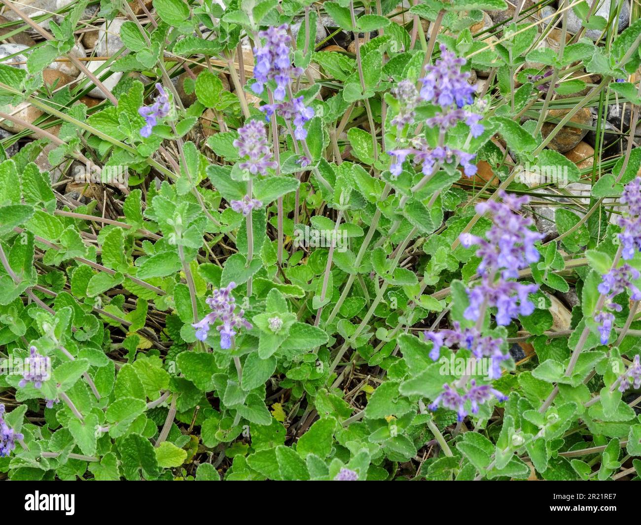 Bushy mound forming plants hi-res stock photography and images - Alamy