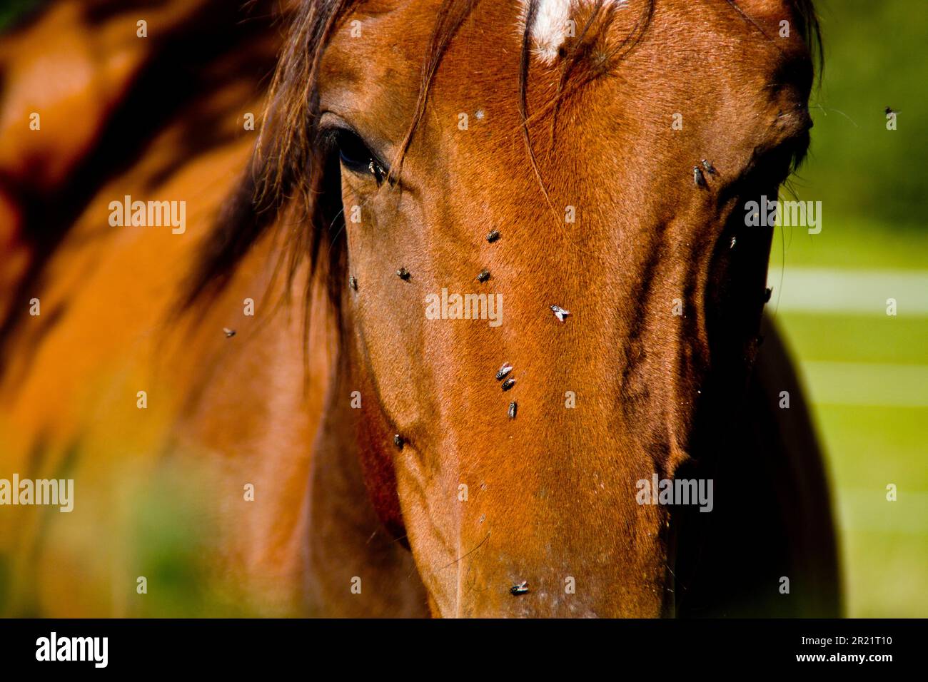 horse with flies on its face Stock Photo - Alamy