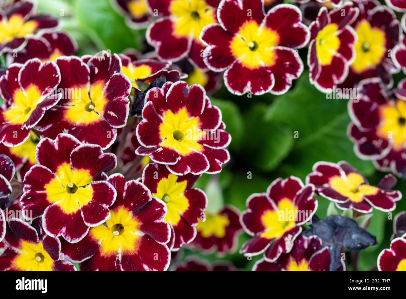 Pure natural patterns in the environment. Close up / macro colour ...