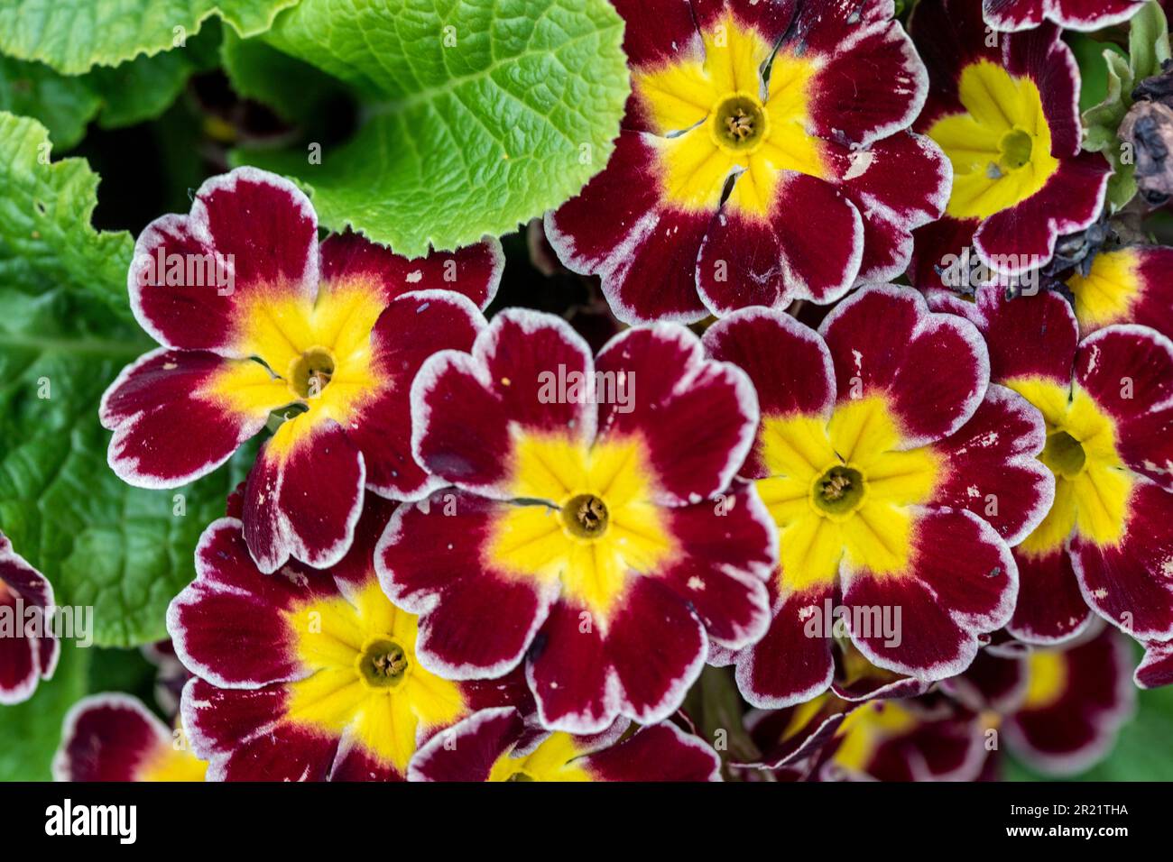 Pure natural patterns in the environment. Close up / macro colour ...
