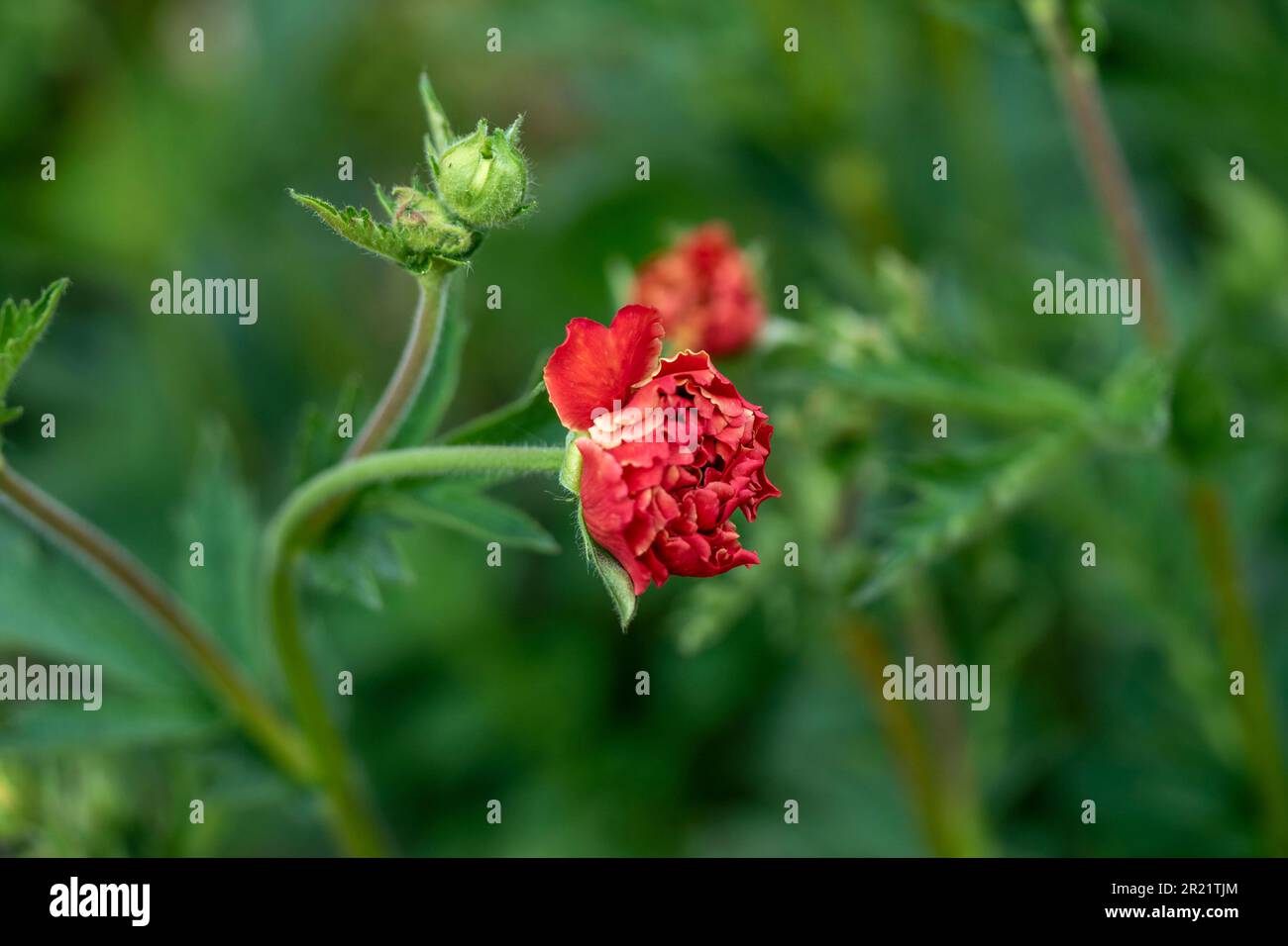 Stunning Geum 'Blazing Sunset’, avens 'Blazing Sunset, flowering in ...