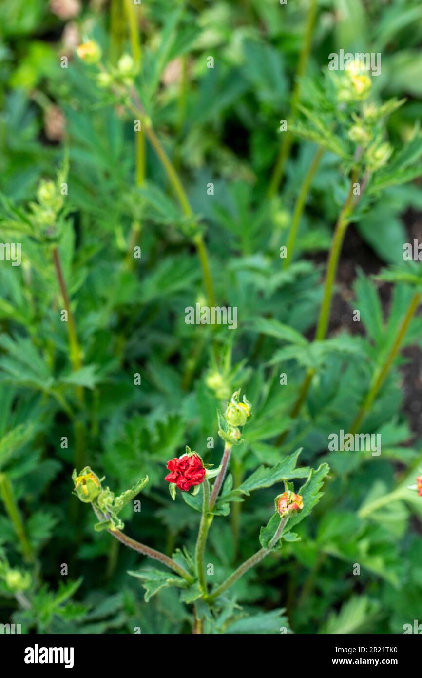 Stunning Geum 'Blazing Sunset’, avens 'Blazing Sunset, flowering in ...