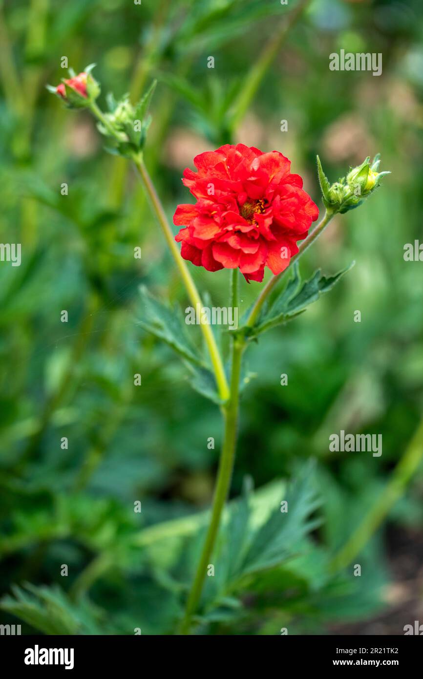 Stunning Geum 'Blazing Sunset’, avens 'Blazing Sunset, flowering in ...