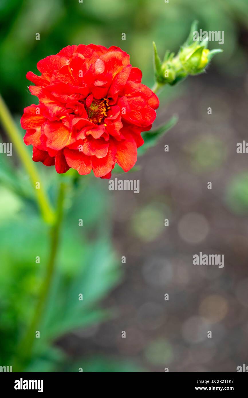 Stunning Geum 'Blazing Sunset’, avens 'Blazing Sunset, flowering in ...