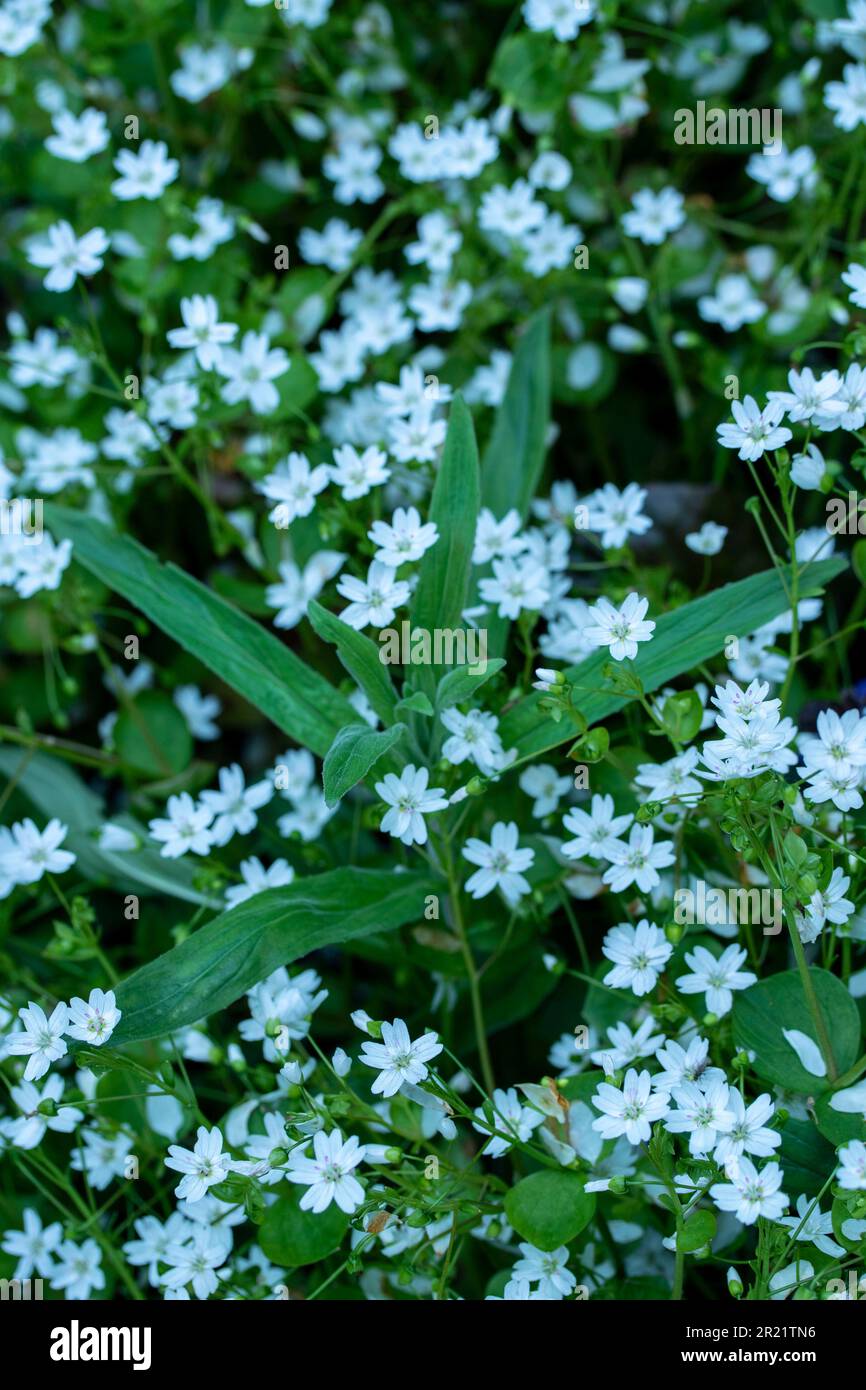Pure natural patterns in the environment. Close up / macro colour ...
