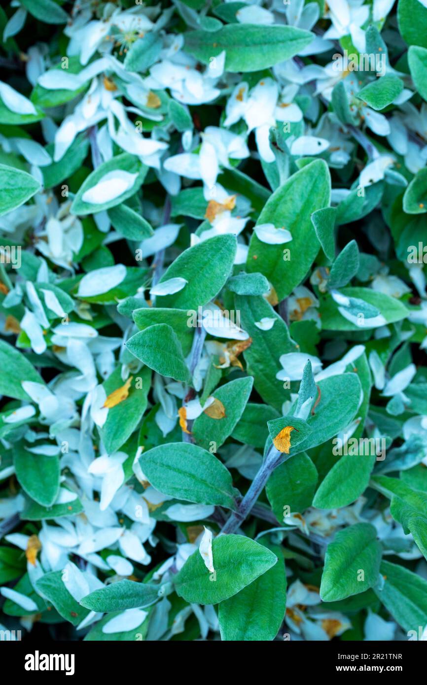 Pure natural patterns in the environment. Close up / macro colour ...