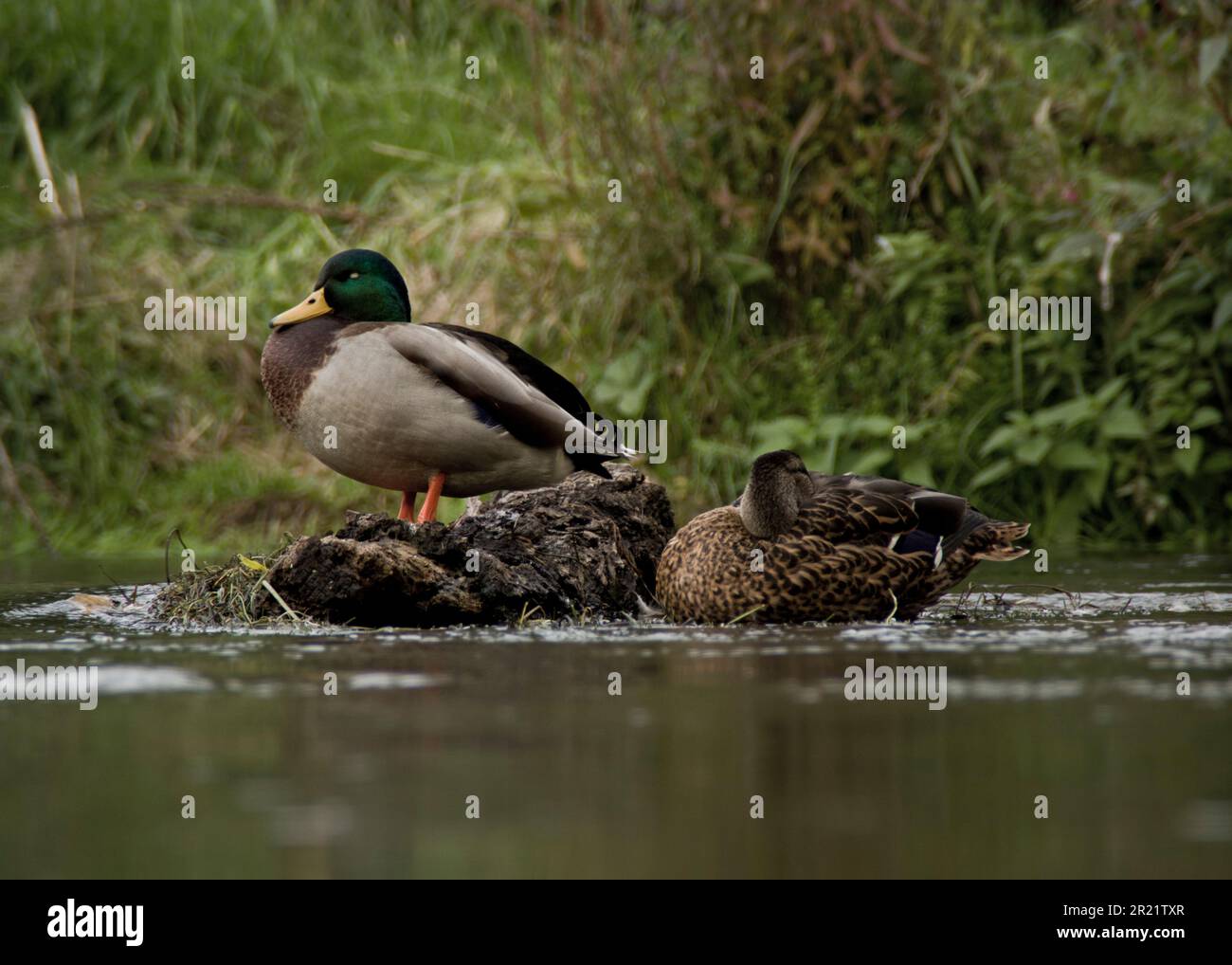 Sitting ducks hi-res stock photography and images - Alamy