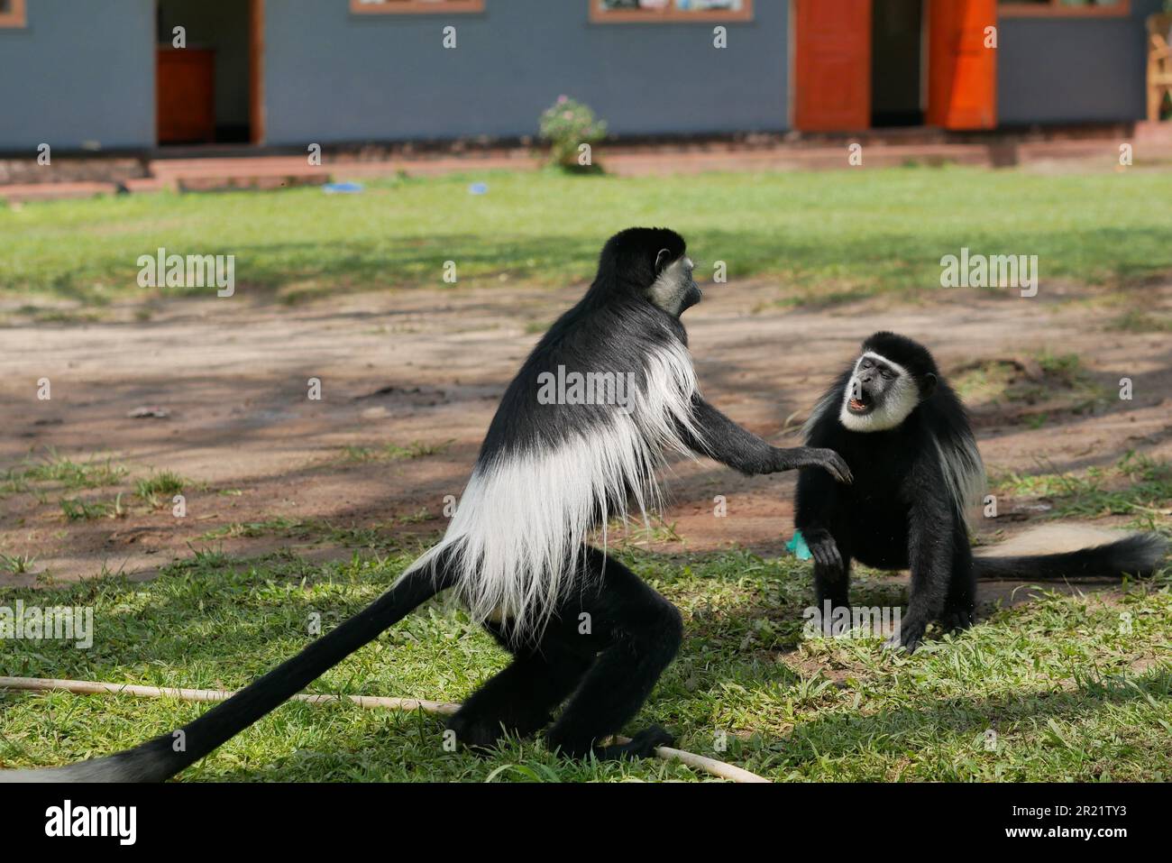 Two black and white colobus monkeys play-fighting on the ground Stock ...