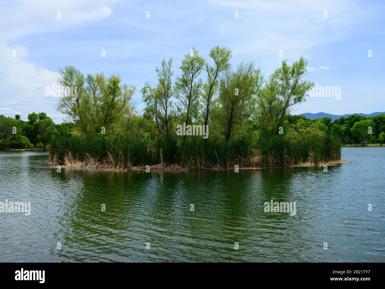 Marsh grasses and tall Cottonwood trees in Dead Horse Ranch State Park ...