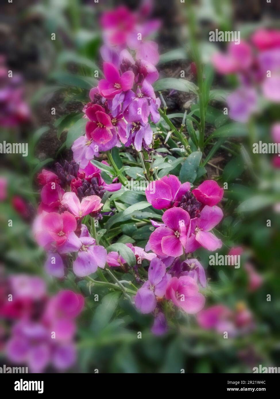 Natural close up flower portrait of Geranium Macrorrhizum, big-root ...