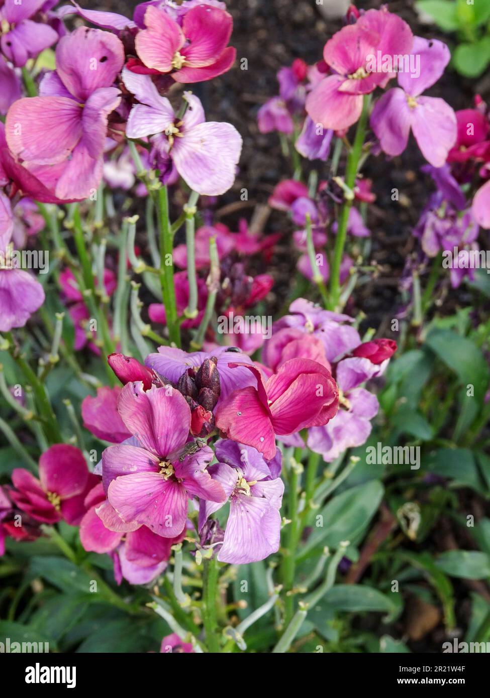Natural close up flower portrait of Geranium Macrorrhizum, big-root ...