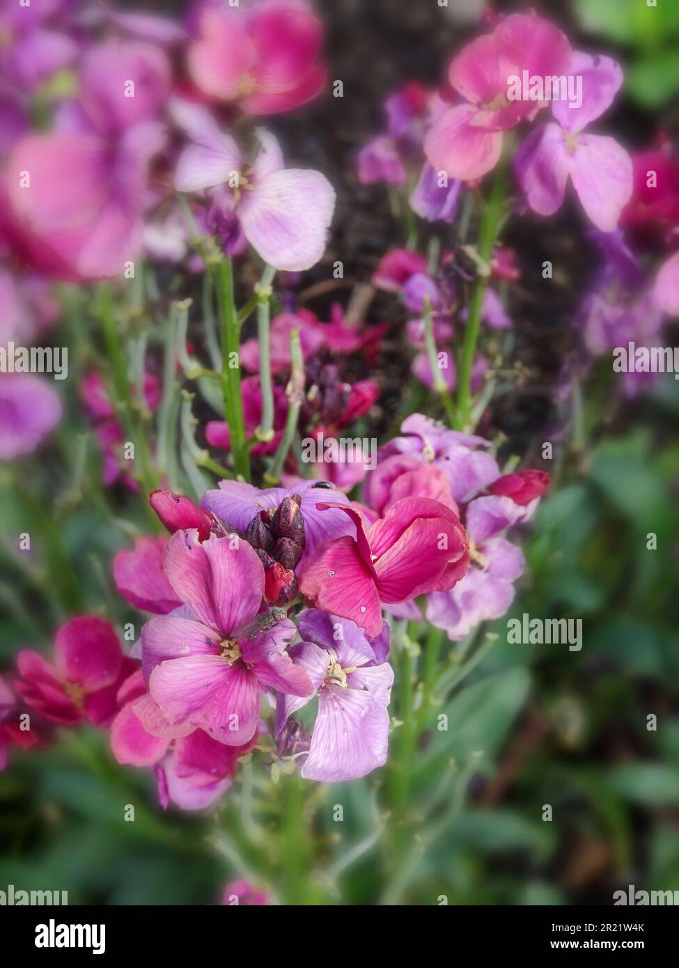 Natural close up flower portrait of Geranium Macrorrhizum, big-root ...
