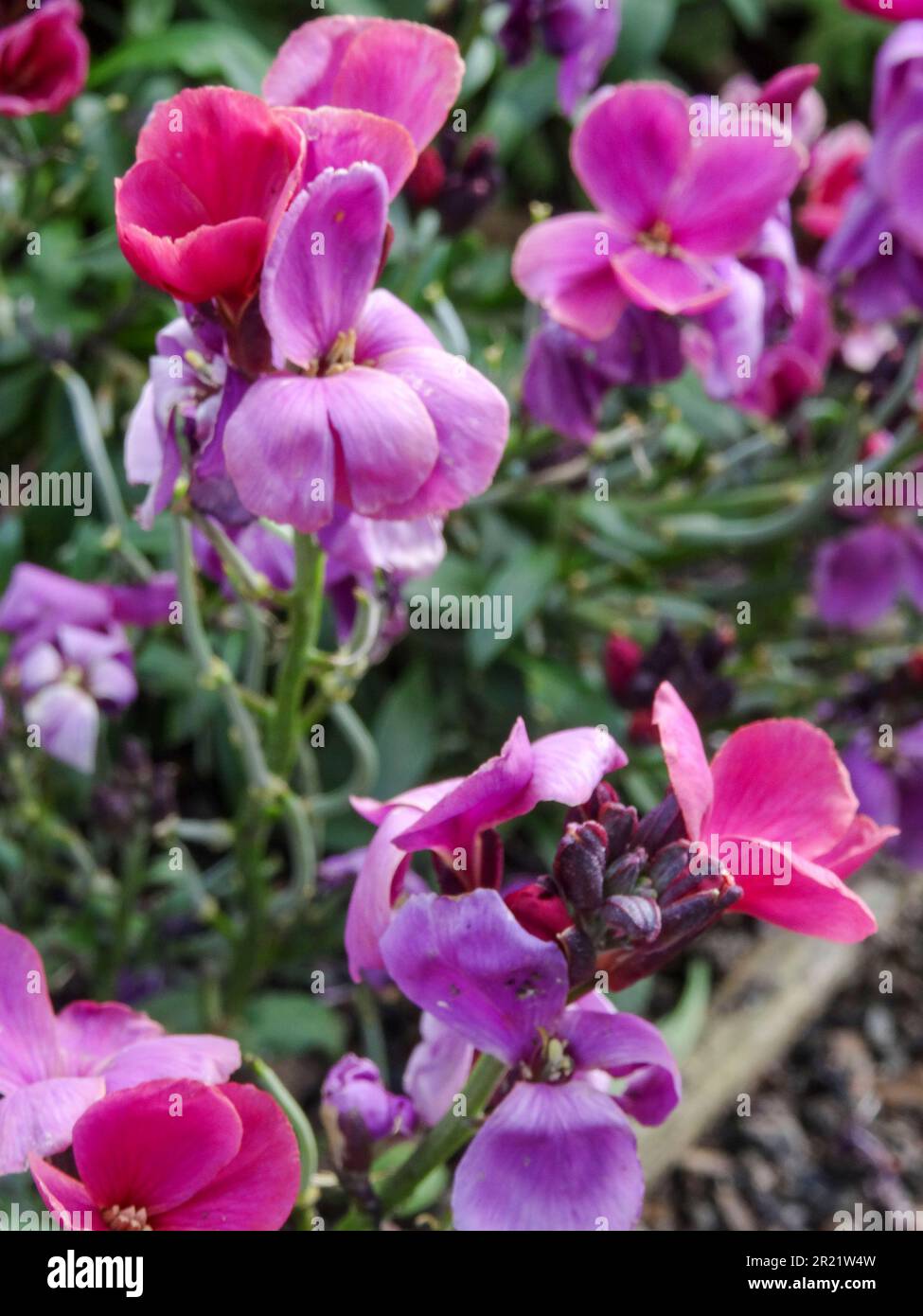 Natural close up flower portrait of Geranium Macrorrhizum, big-root ...