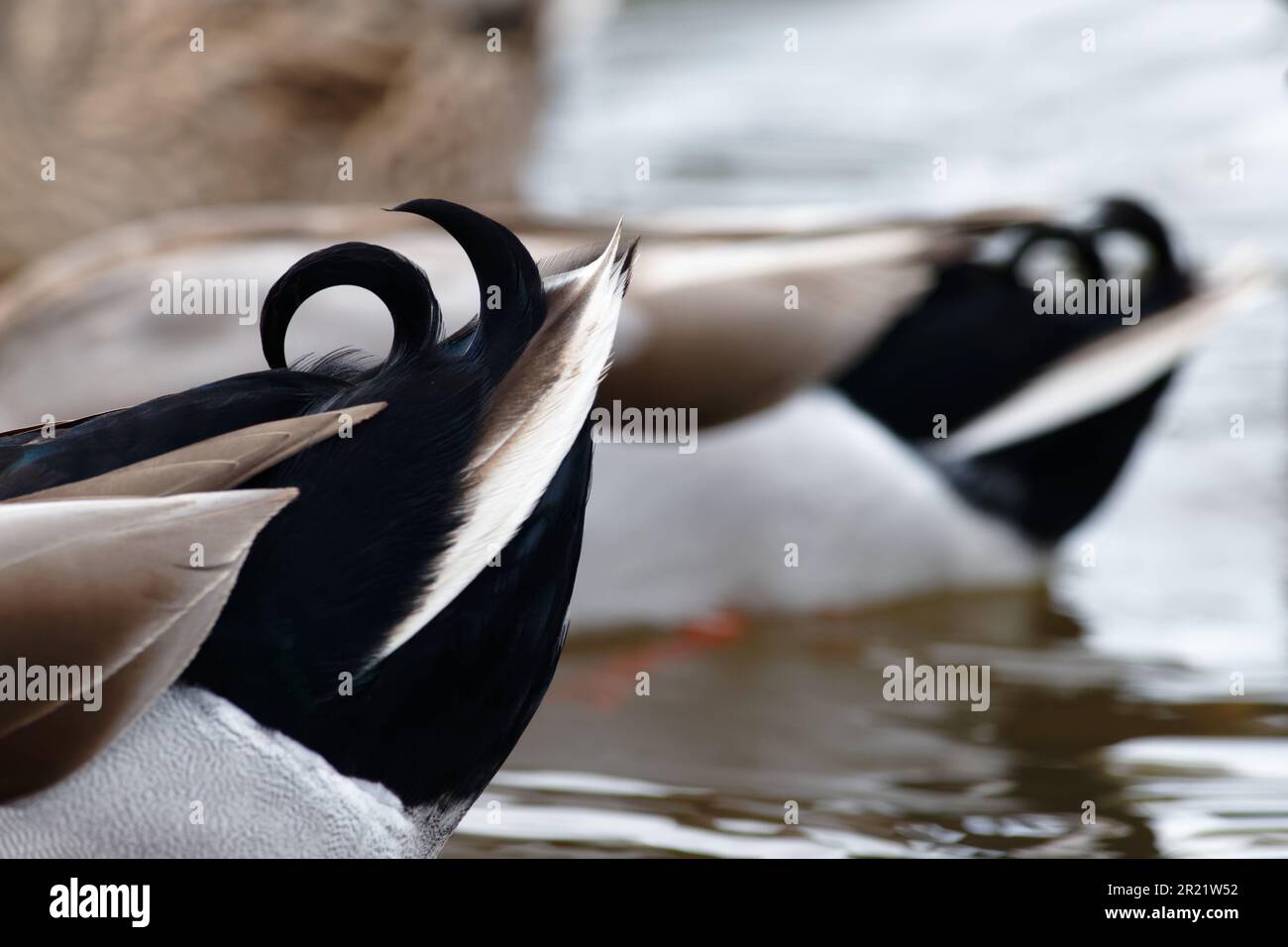 Curved tails hi-res stock photography and images - Alamy