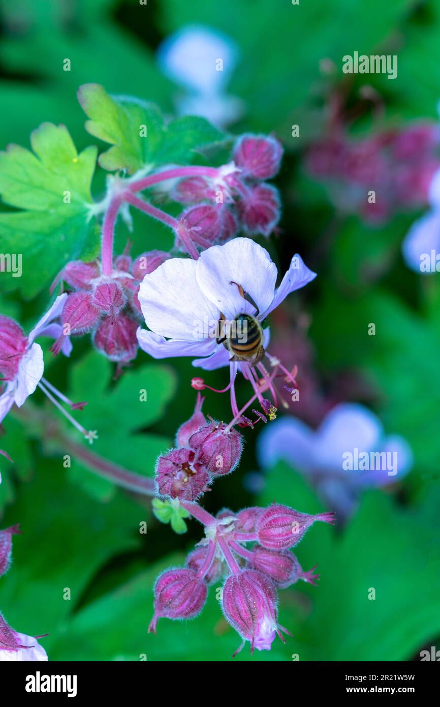 Natural close up flower portrait of Geranium Macrorrhizum, big-root ...