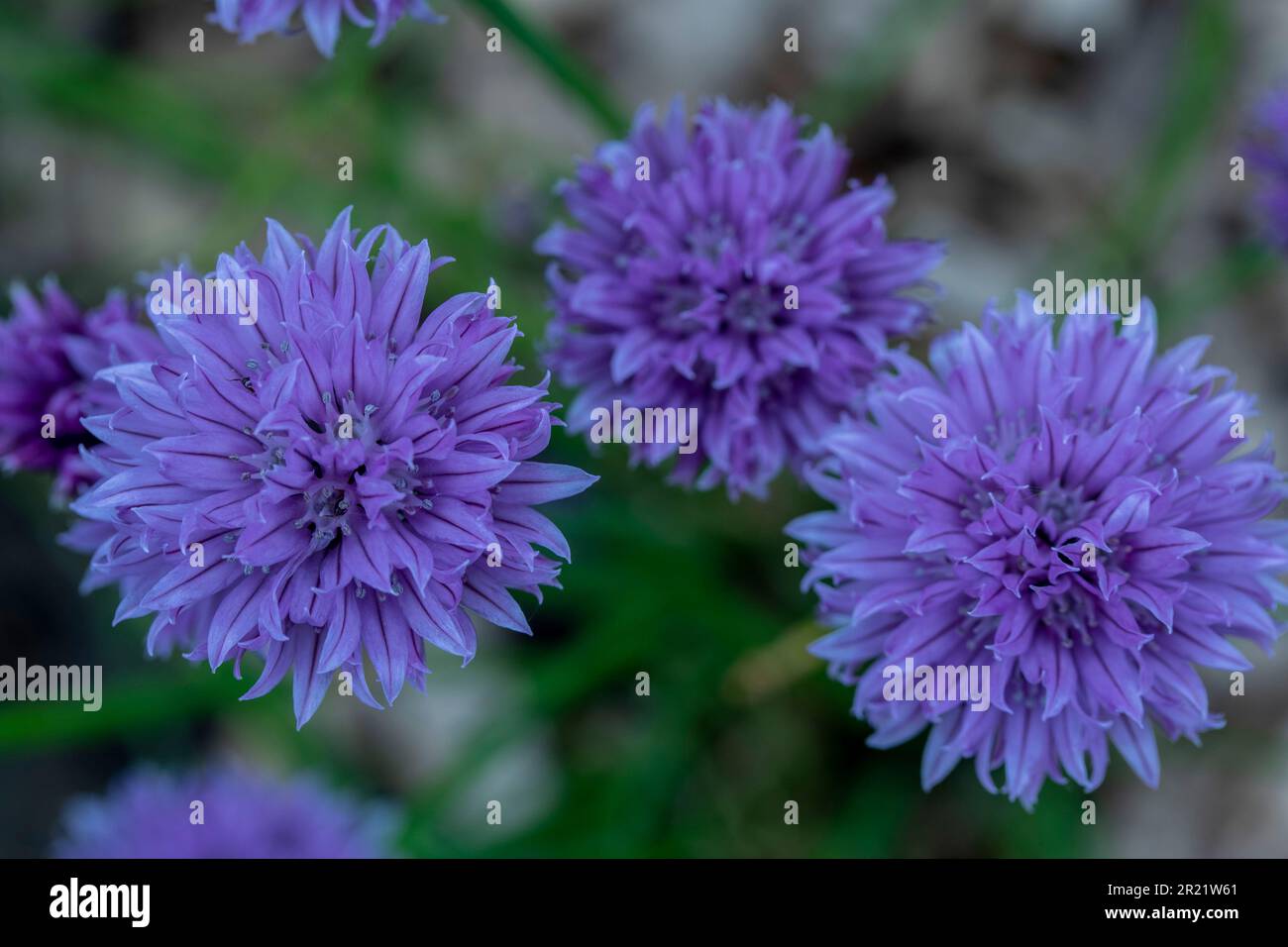 Petite natural close-up plant portrait of Onion grass, Allium ...