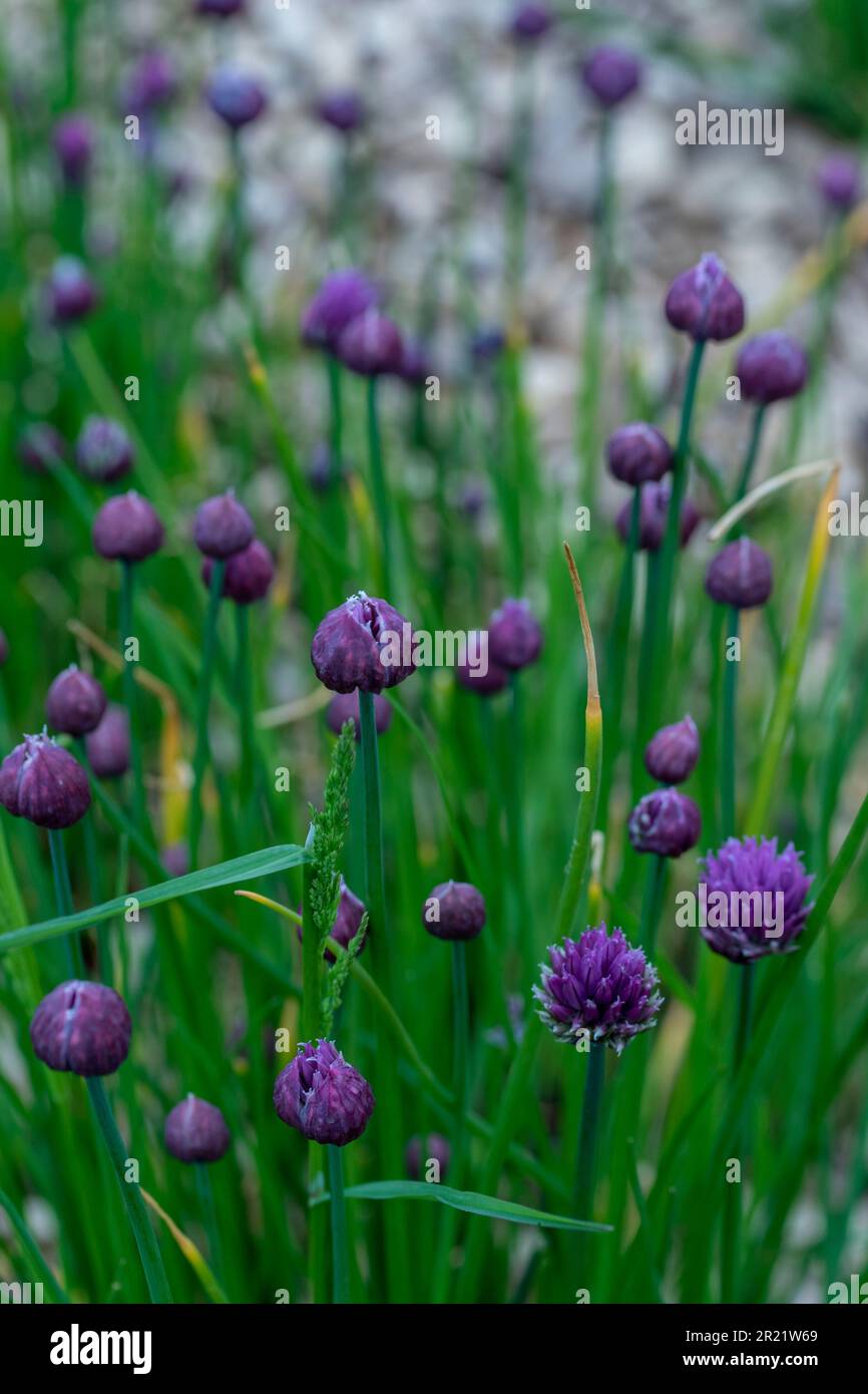 Petite natural close-up plant portrait of Onion grass, Allium ...