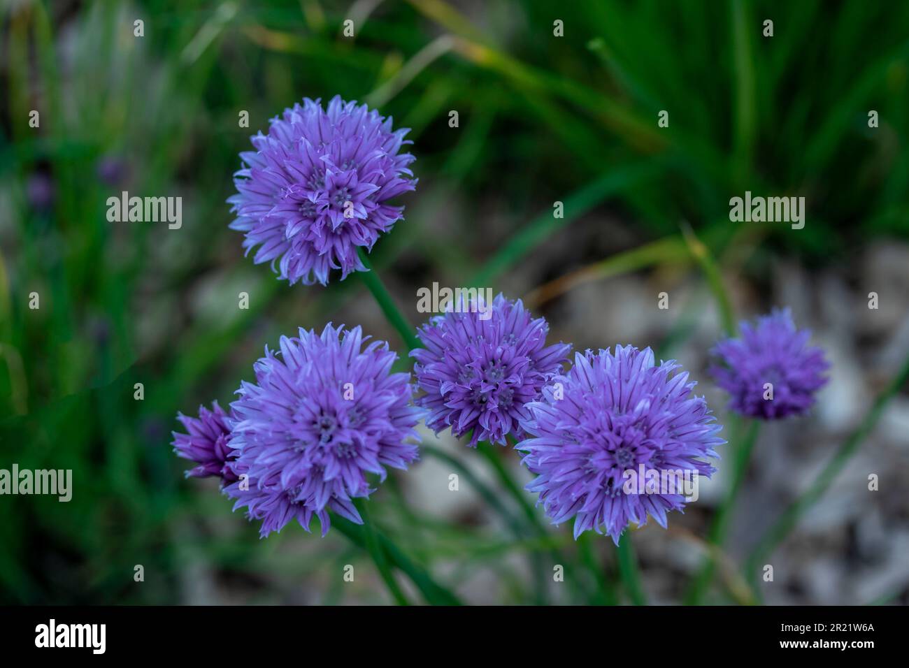 Petite natural close-up plant portrait of Onion grass, Allium ...