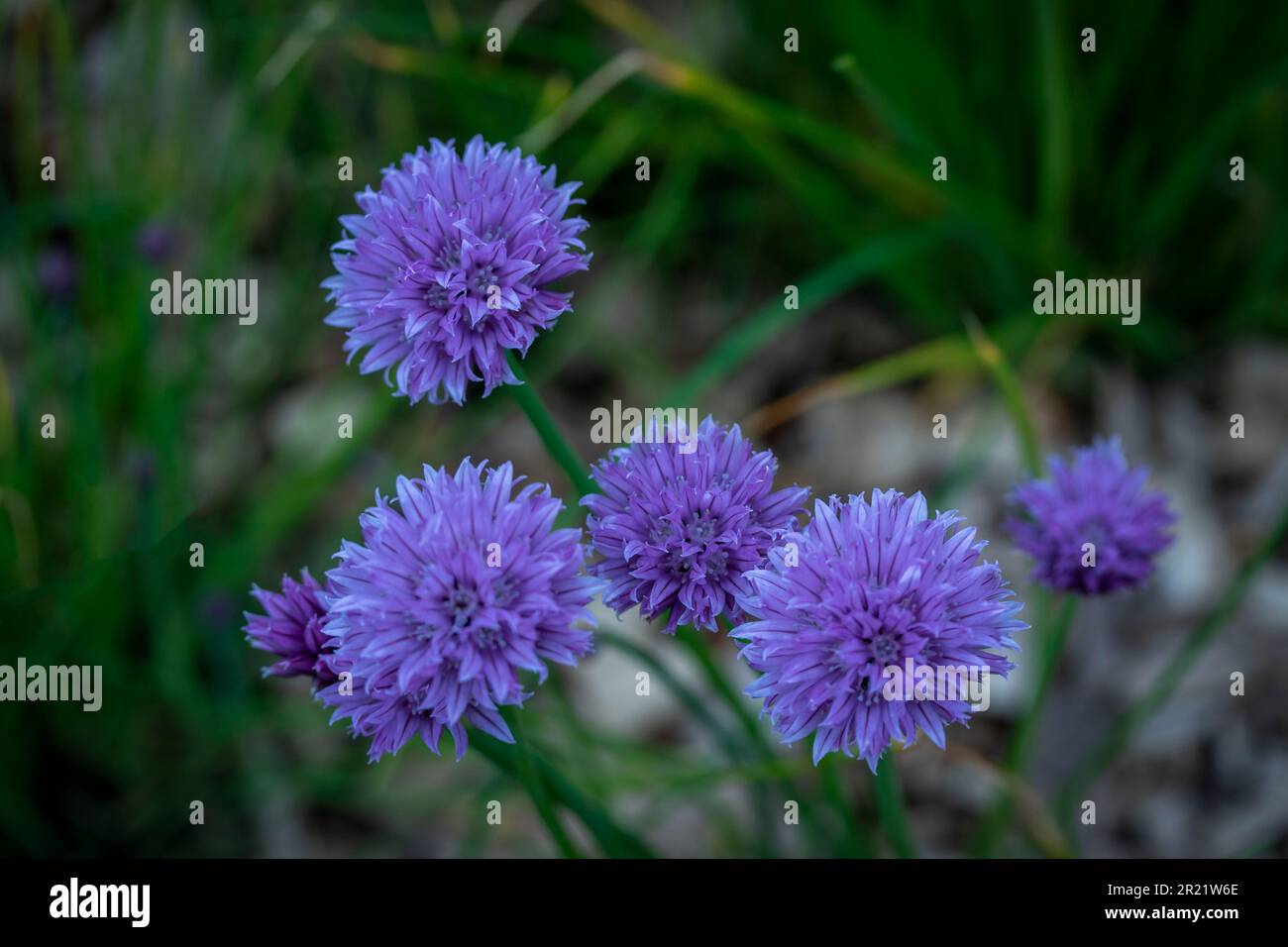 Petite natural close-up plant portrait of Onion grass, Allium ...