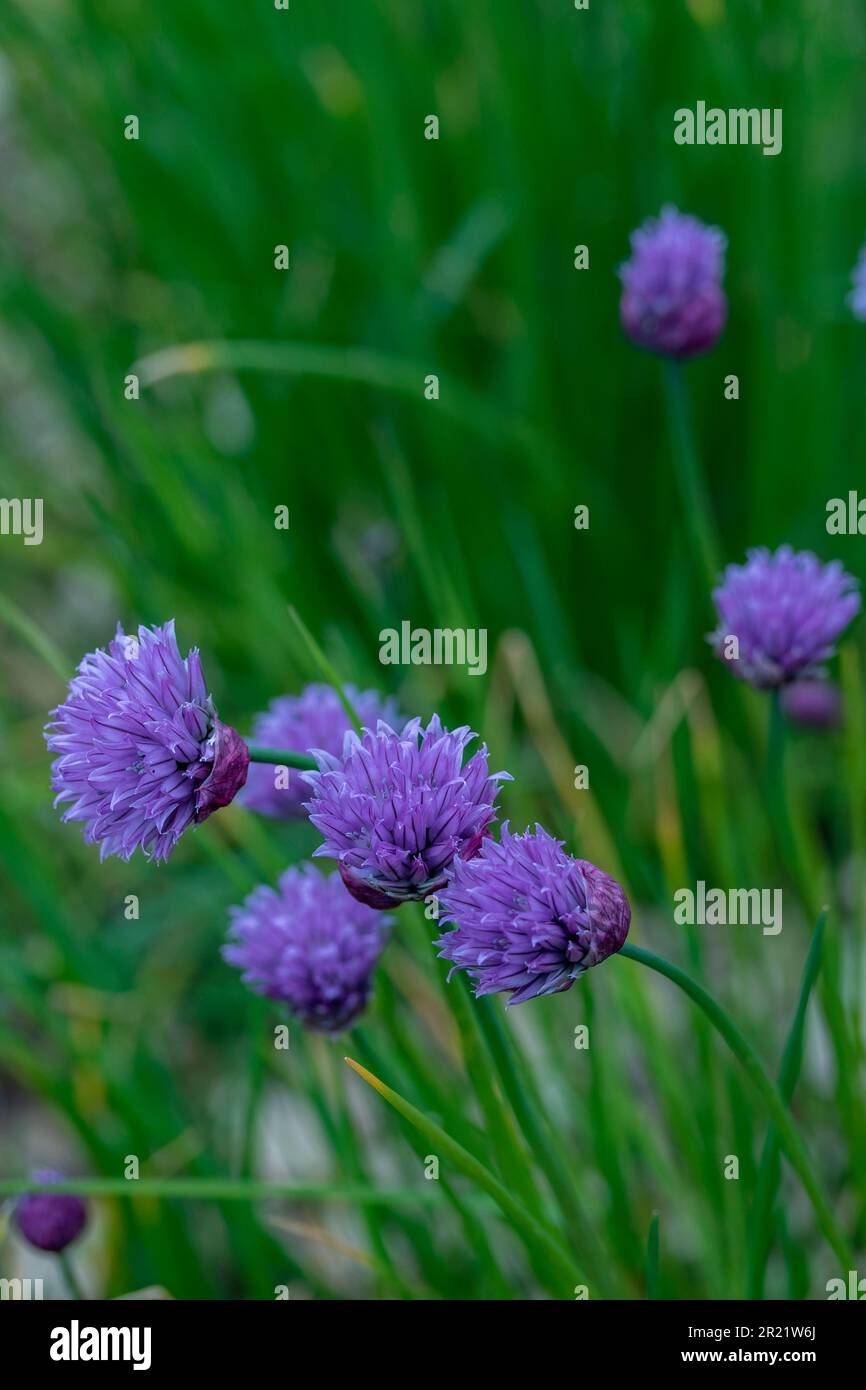 Petite natural close-up plant portrait of Onion grass, Allium ...