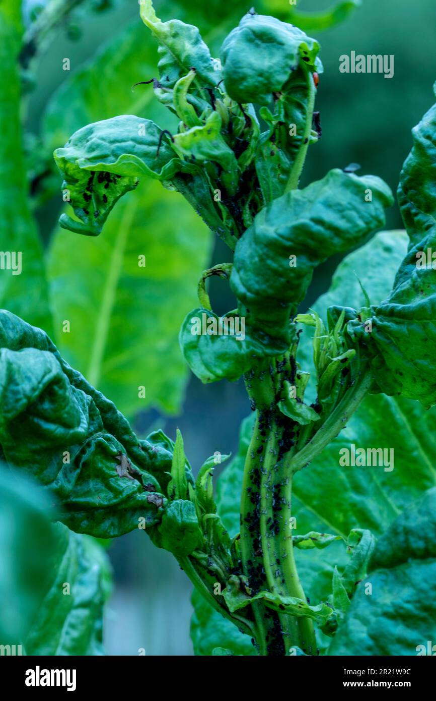 Predators of scale insects hi-res stock photography and images - Alamy