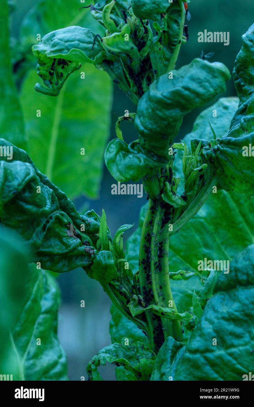 Predators of scale insects hi-res stock photography and images - Alamy