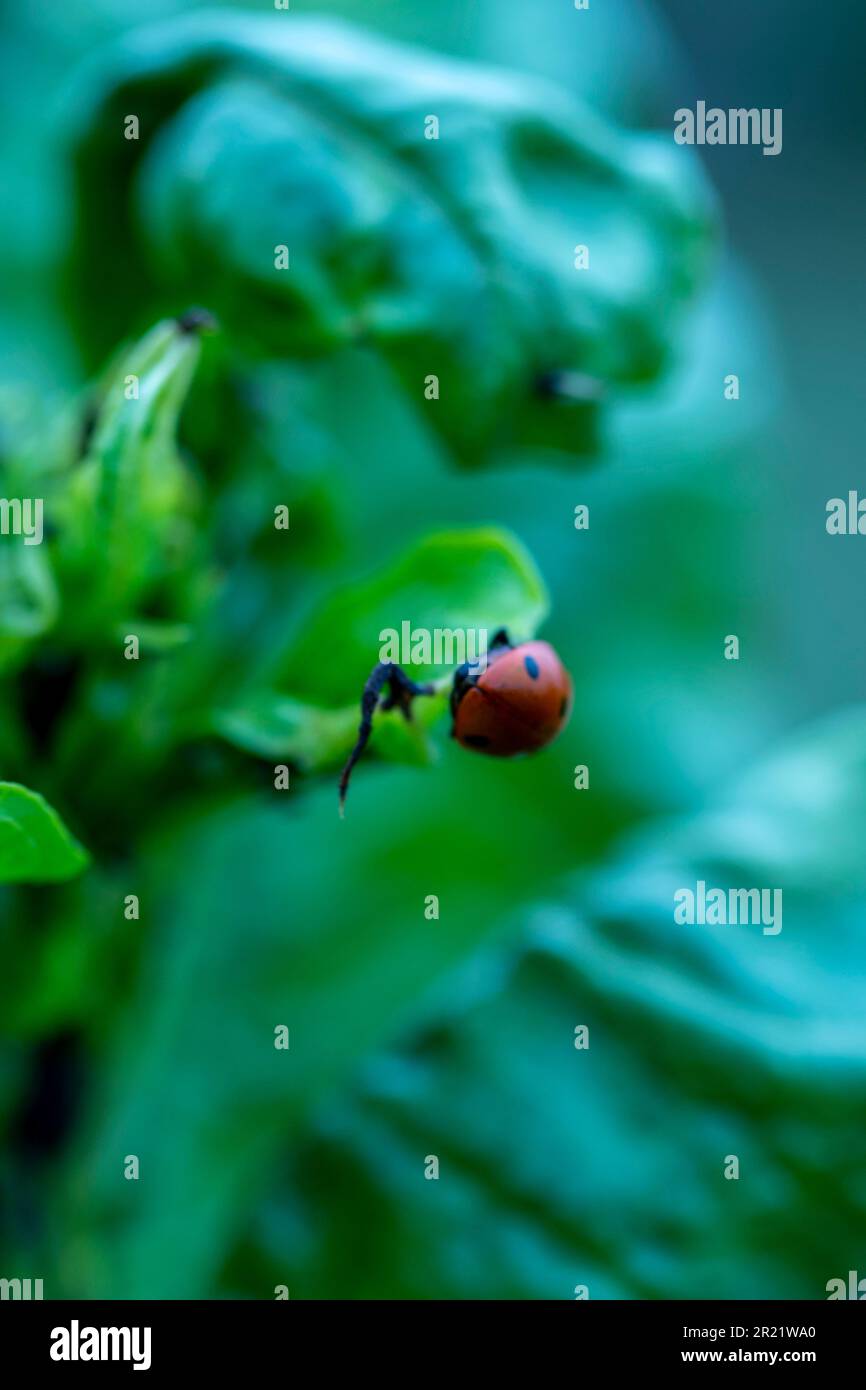 Predators of scale insects hi-res stock photography and images - Alamy