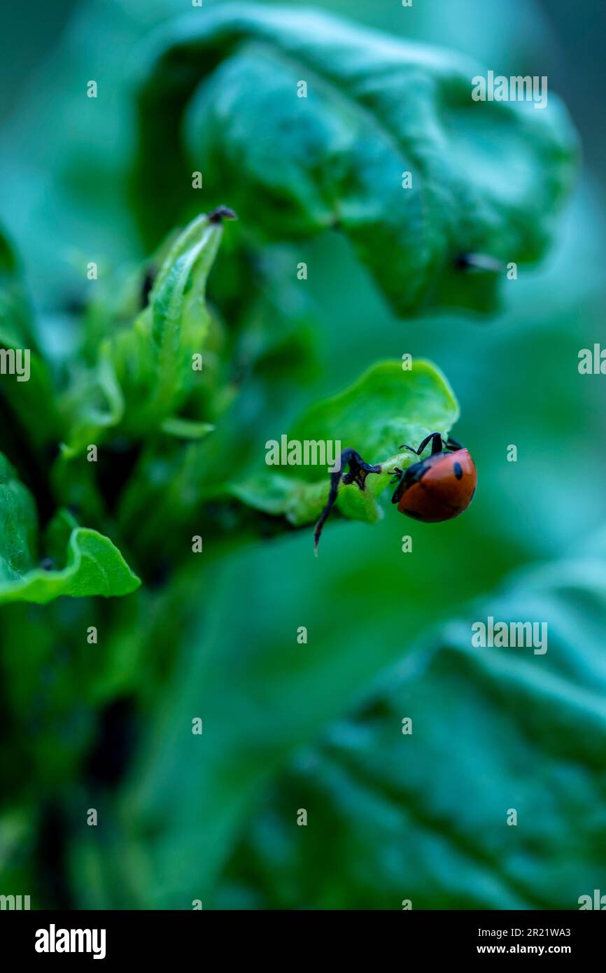 Natural environmental close up / macro plant and wildlife portrait of ...