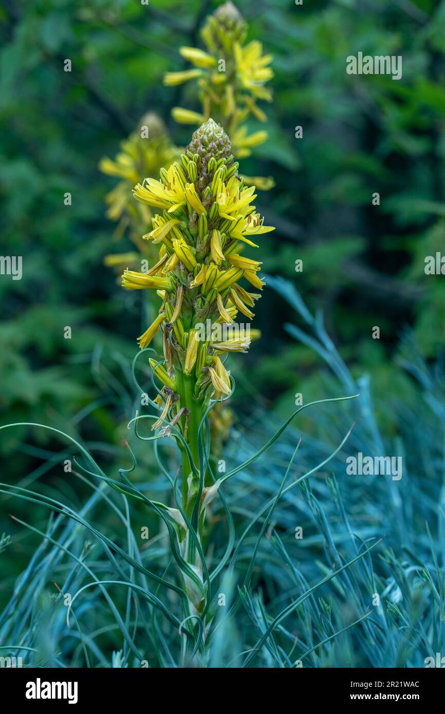 Natural close up flowering plant portrait of Asphodeline lutea ...