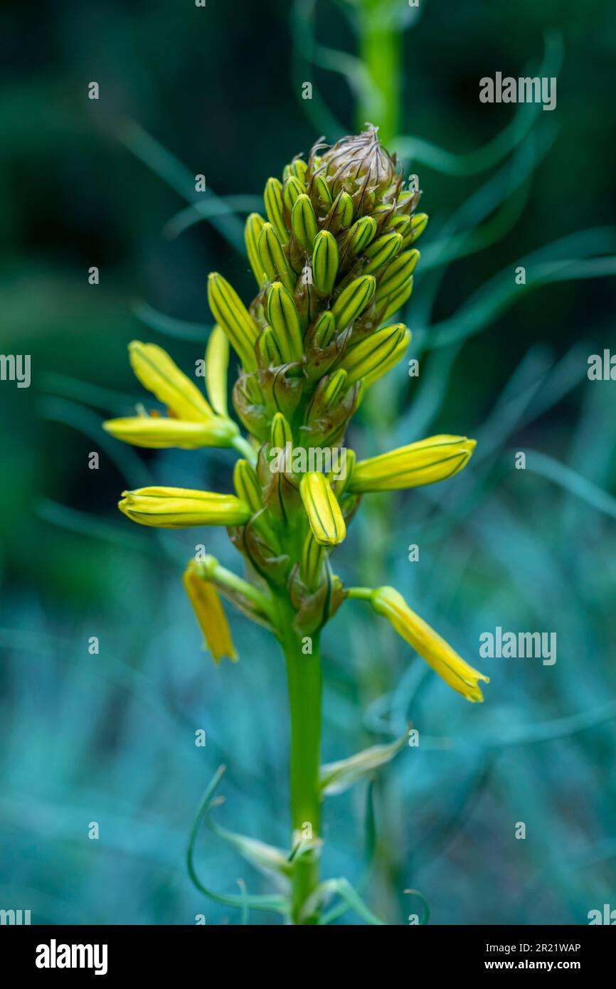 Natural close up flowering plant portrait of Asphodeline lutea ...