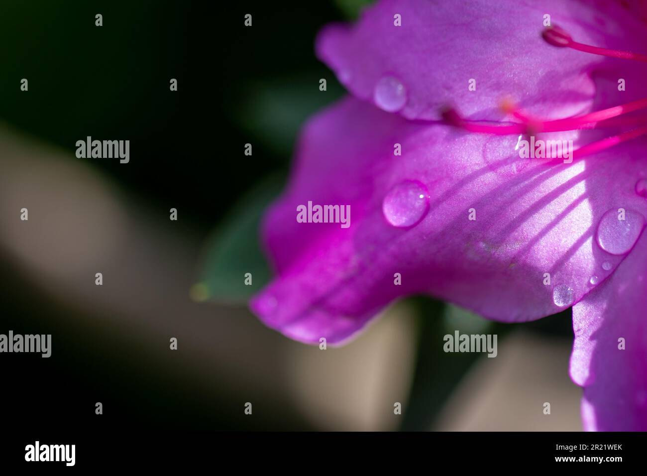 Beautiful pink lily flowers(known as Zephyranthes rosea) in a garden ...