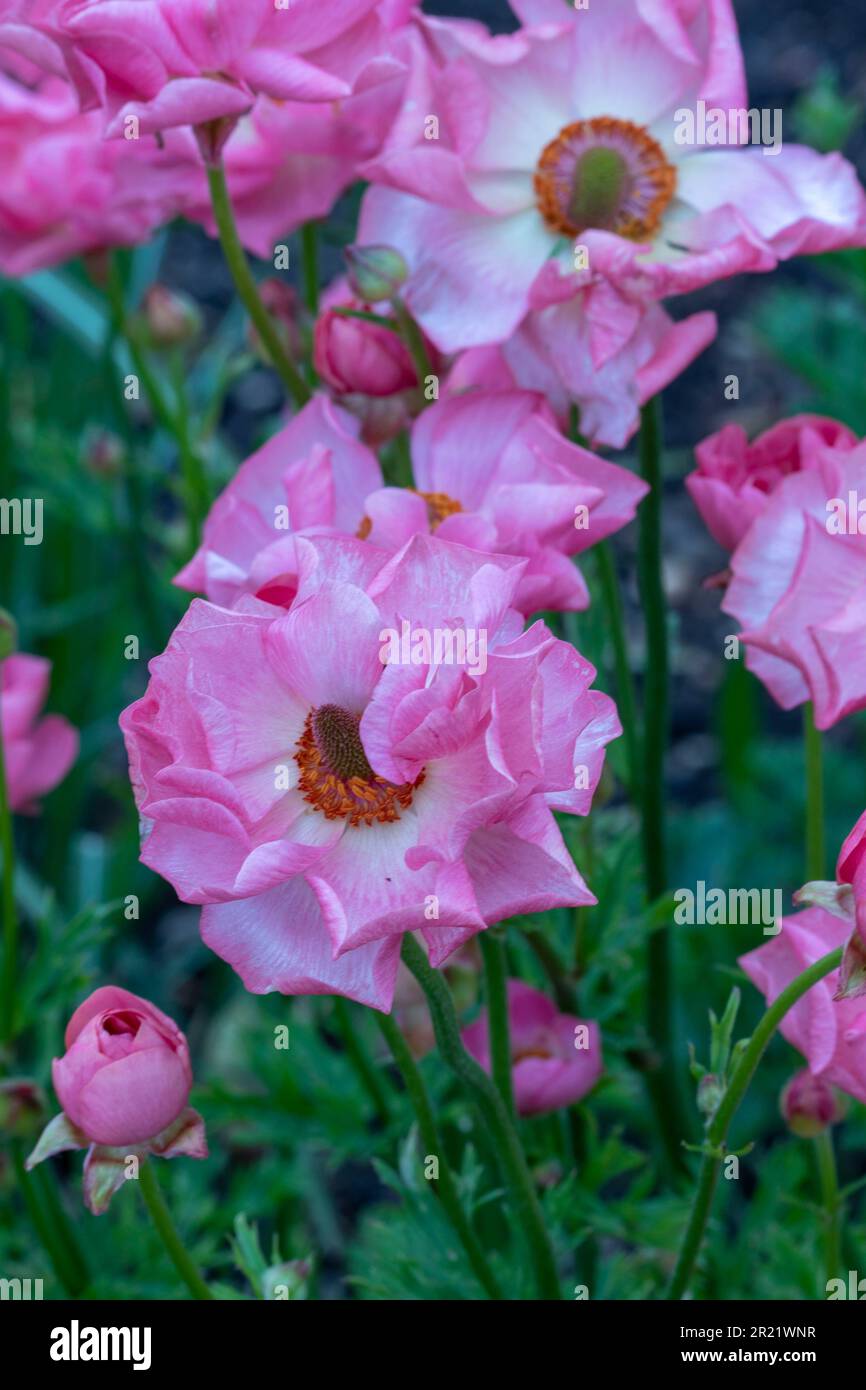 Natural close up / macro flowering plant portrait of Ranunculus ...