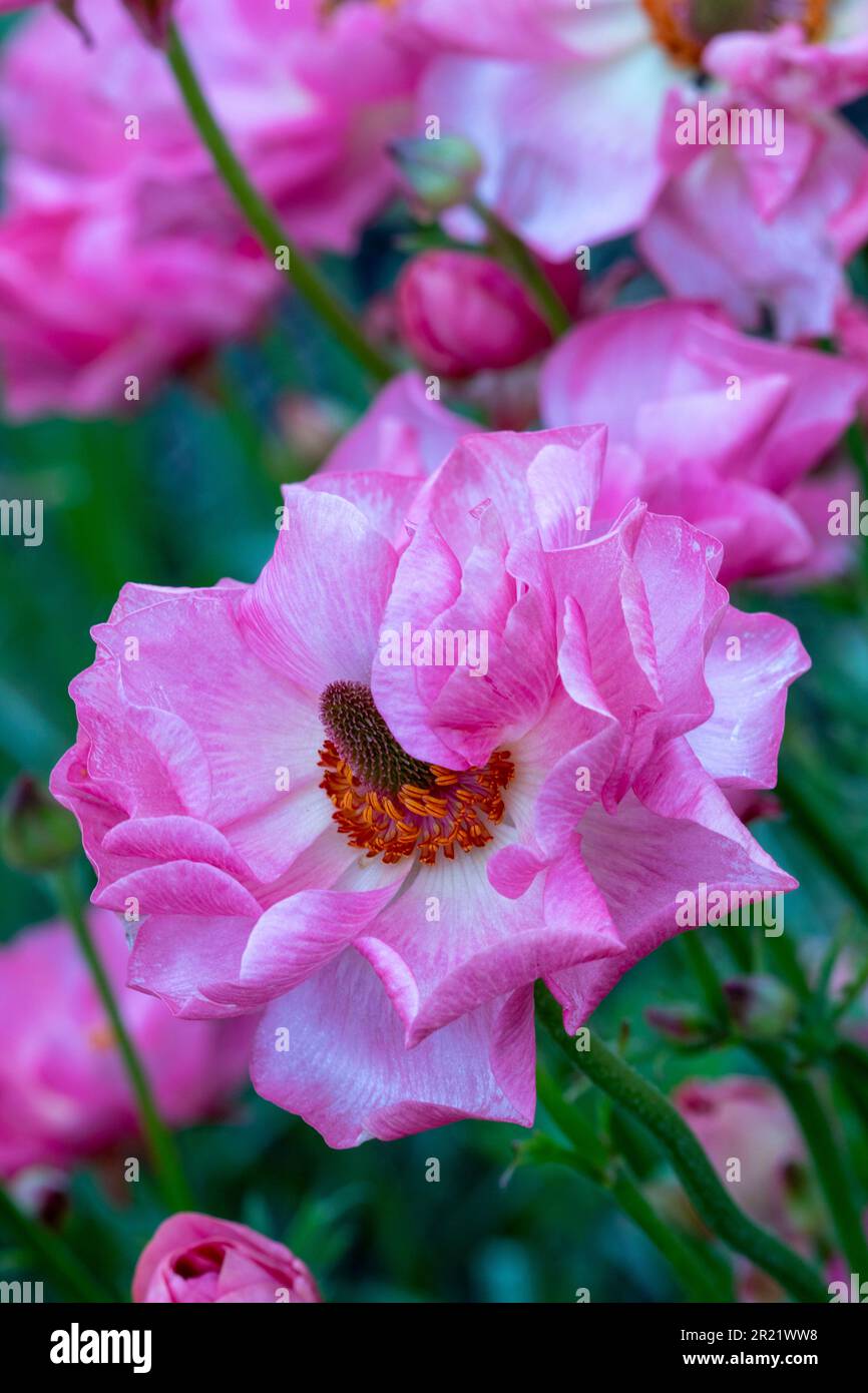 Natural close up / macro flowering plant portrait of Ranunculus ...