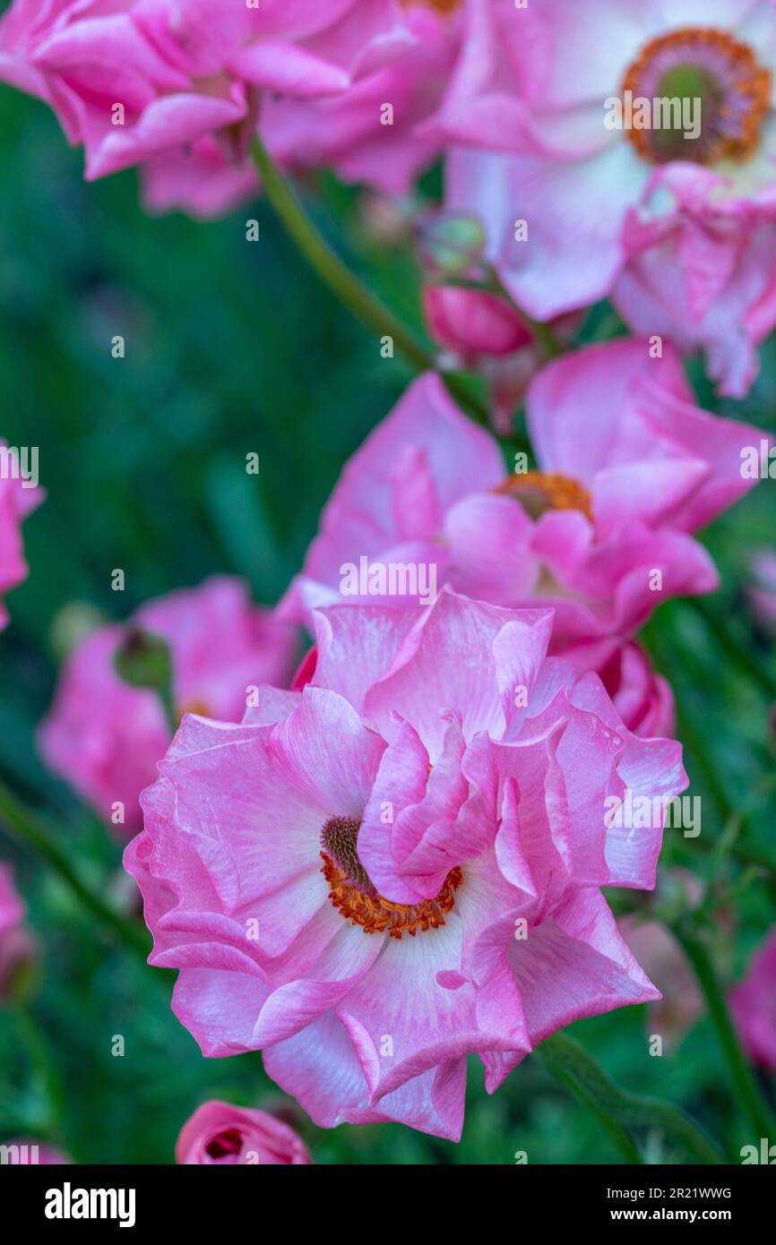 Natural close up / macro flowering plant portrait of Ranunculus ...