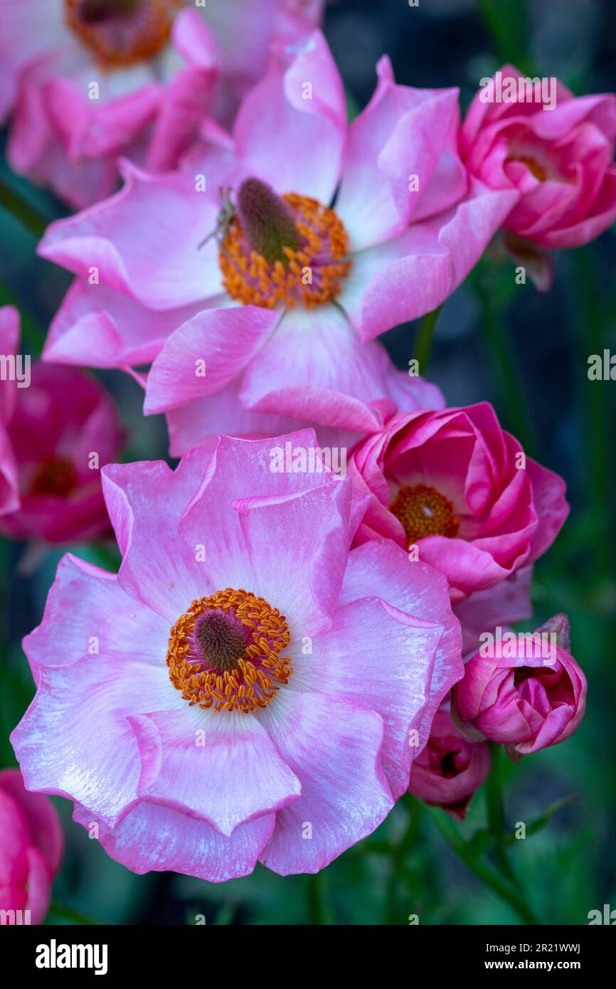 Natural close up / macro flowering plant portrait of Ranunculus ...