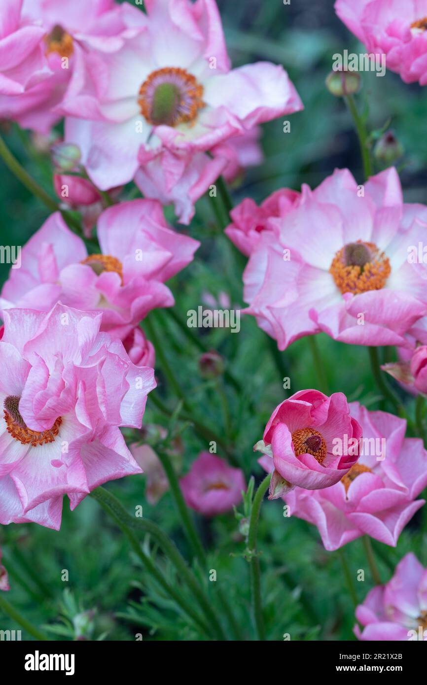 Ranunculus rococo series hi-res stock photography and images - Alamy