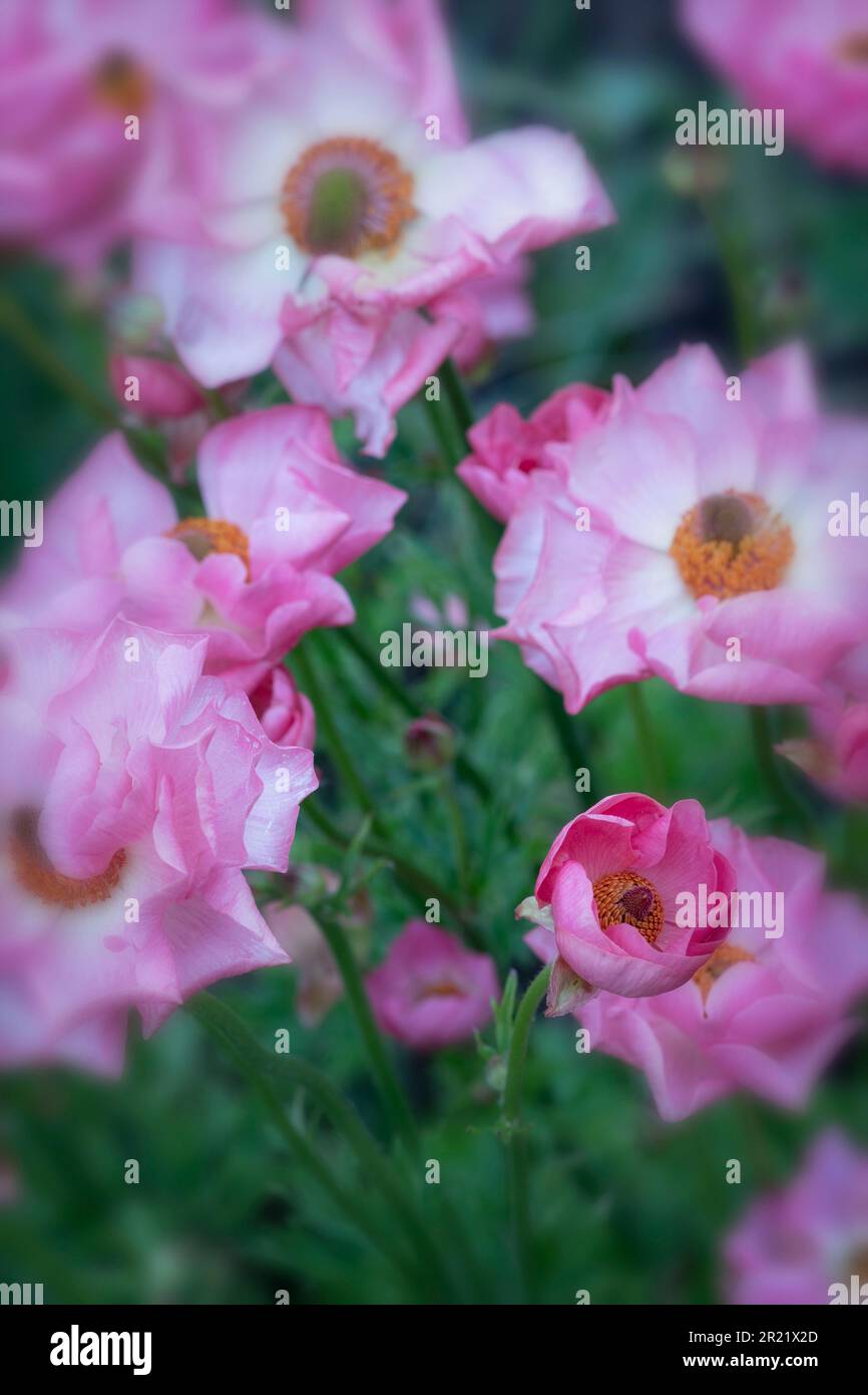 Ranunculus rococo hi-res stock photography and images - Alamy