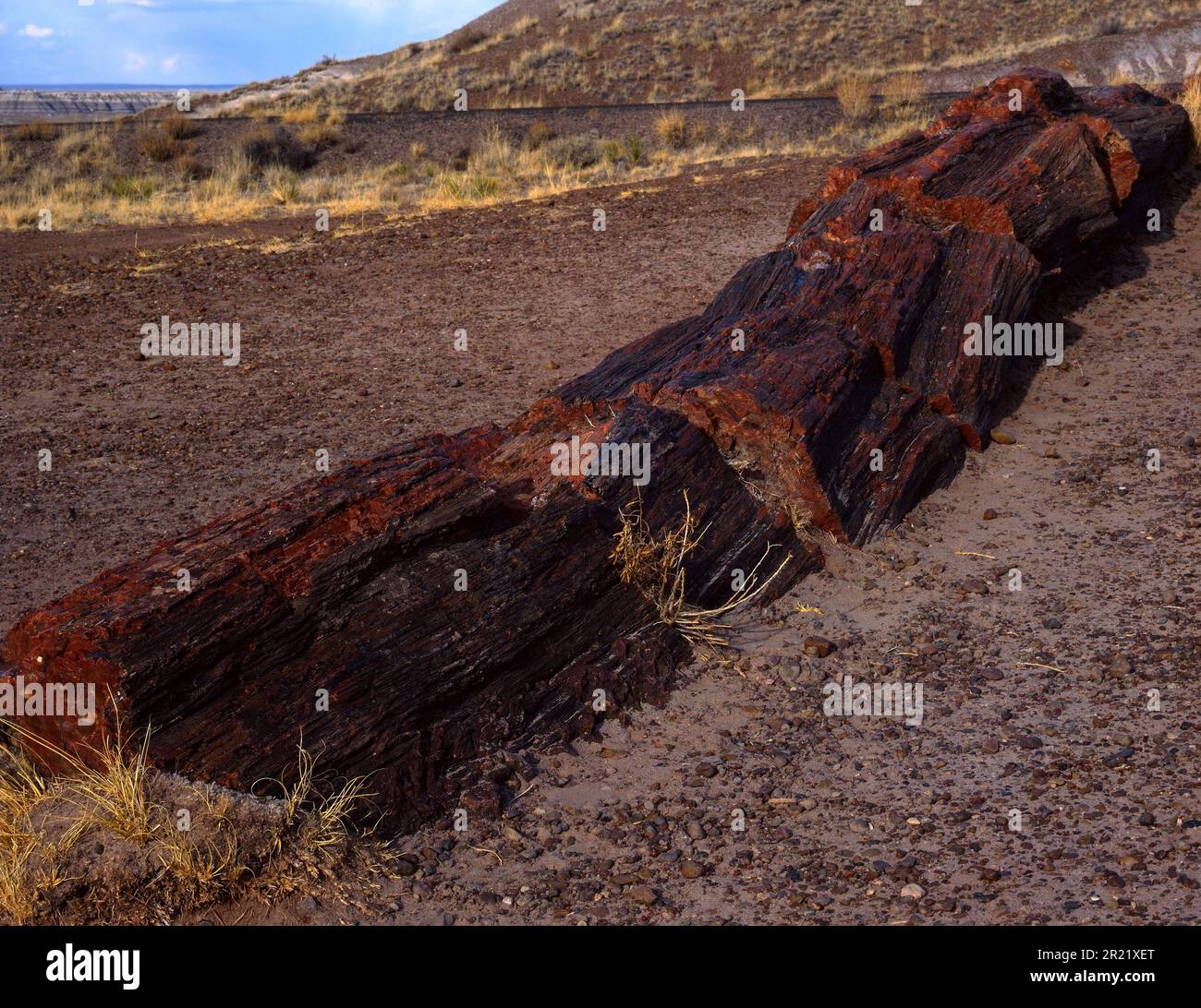 Petrified tree about sixty five million years old Stock Photo - Alamy