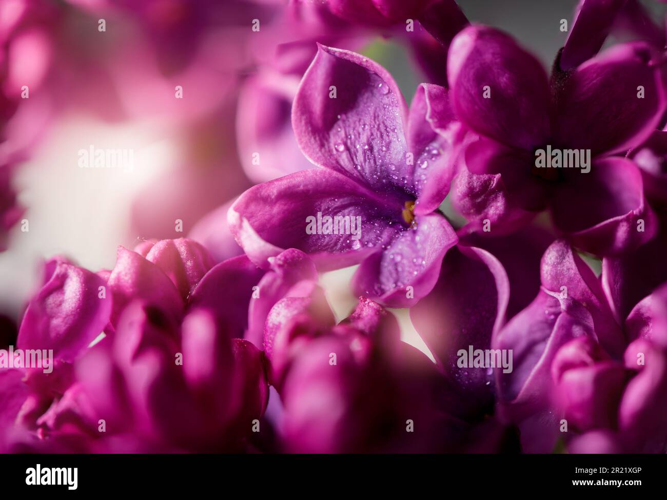 Magic Purple Lilac blooming. Beautiful Lilac flowers very close up with ...