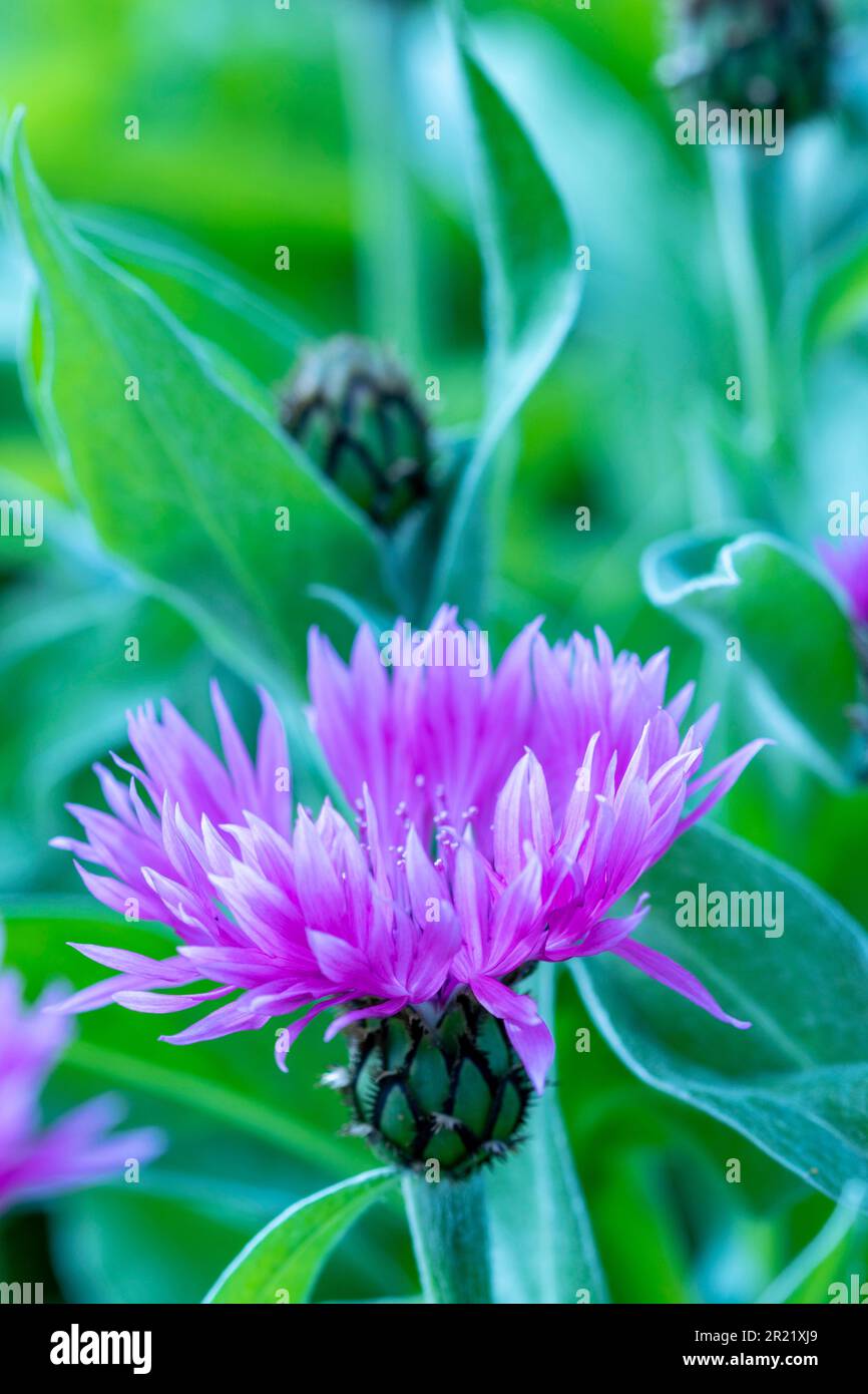 Pretty Centaurea Montana - Joyce. Natural close up architectural plant ...