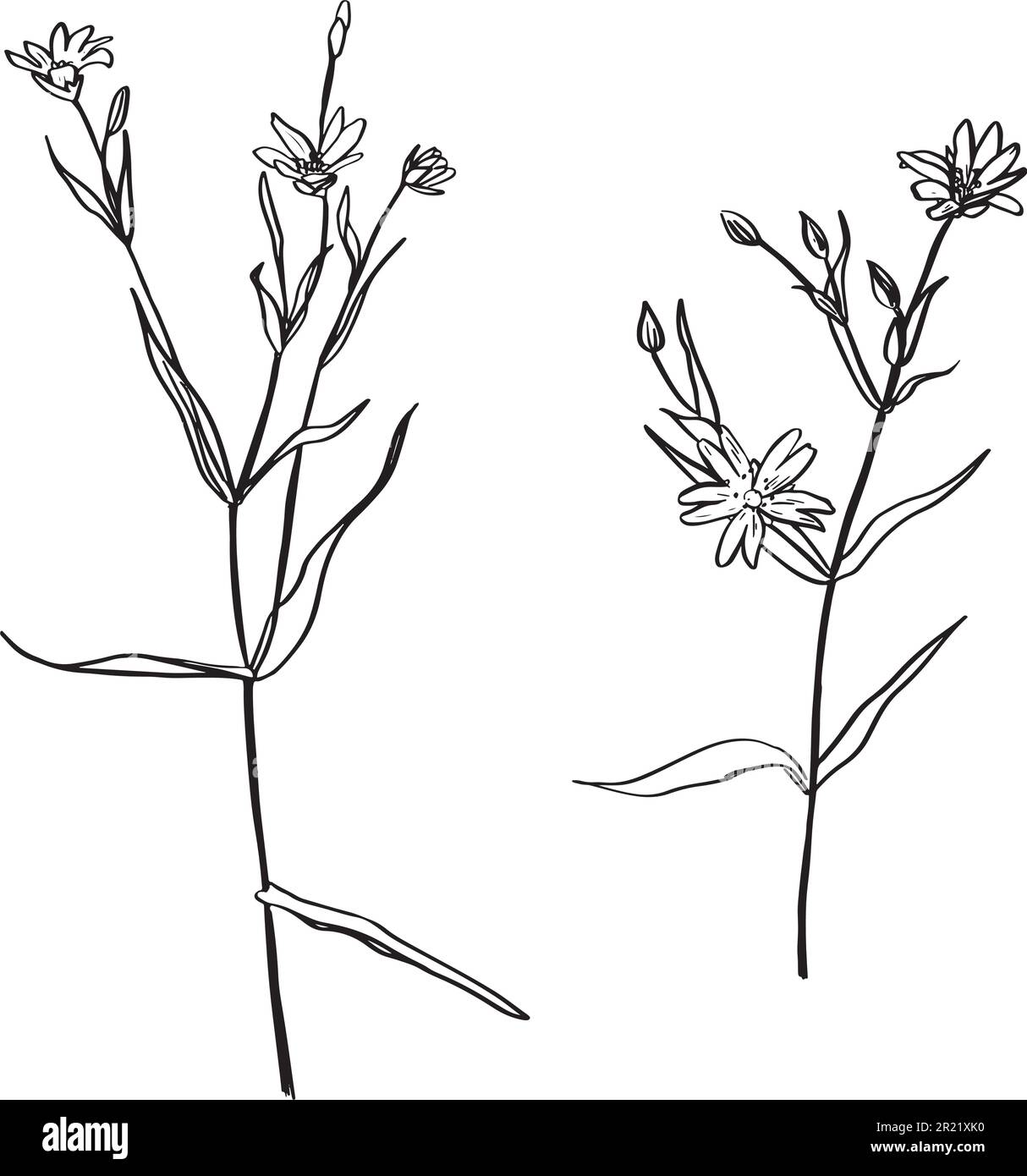 White grass chickweed Stock Vector Images - Alamy