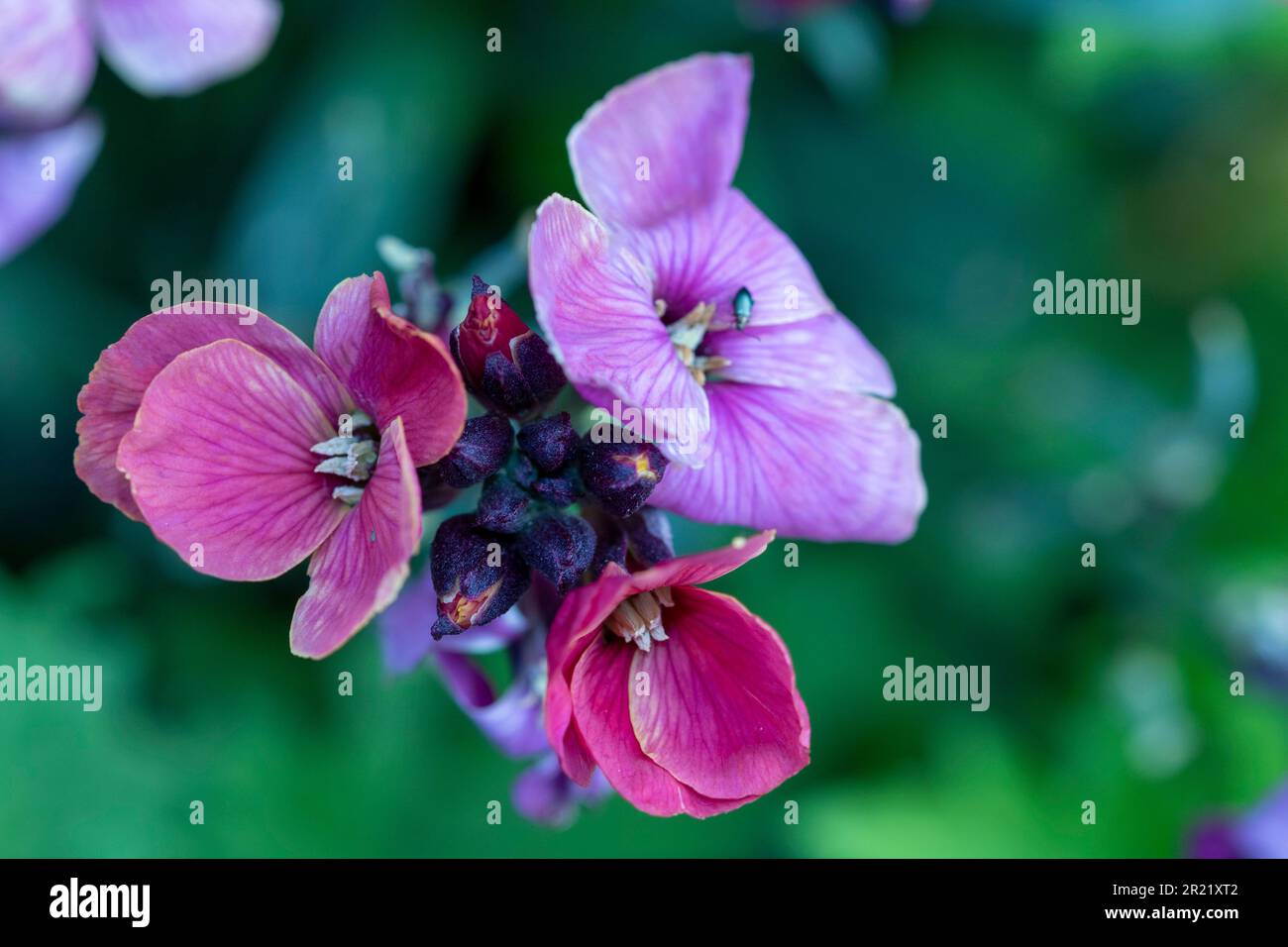 Stately close up environmental plant portrait of Erysimum Mutabile ...