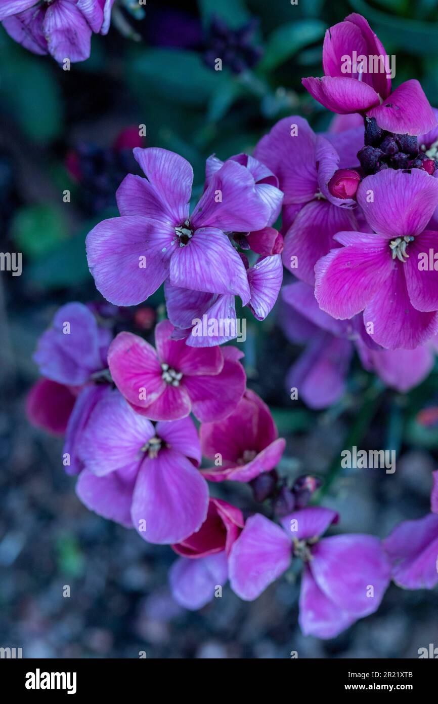 Stately close up environmental plant portrait of Erysimum Mutabile ...