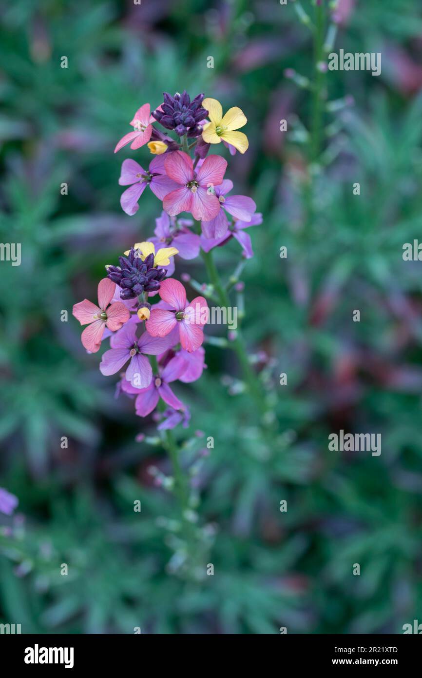Stately close up environmental plant portrait of Erysimum Mutabile ...