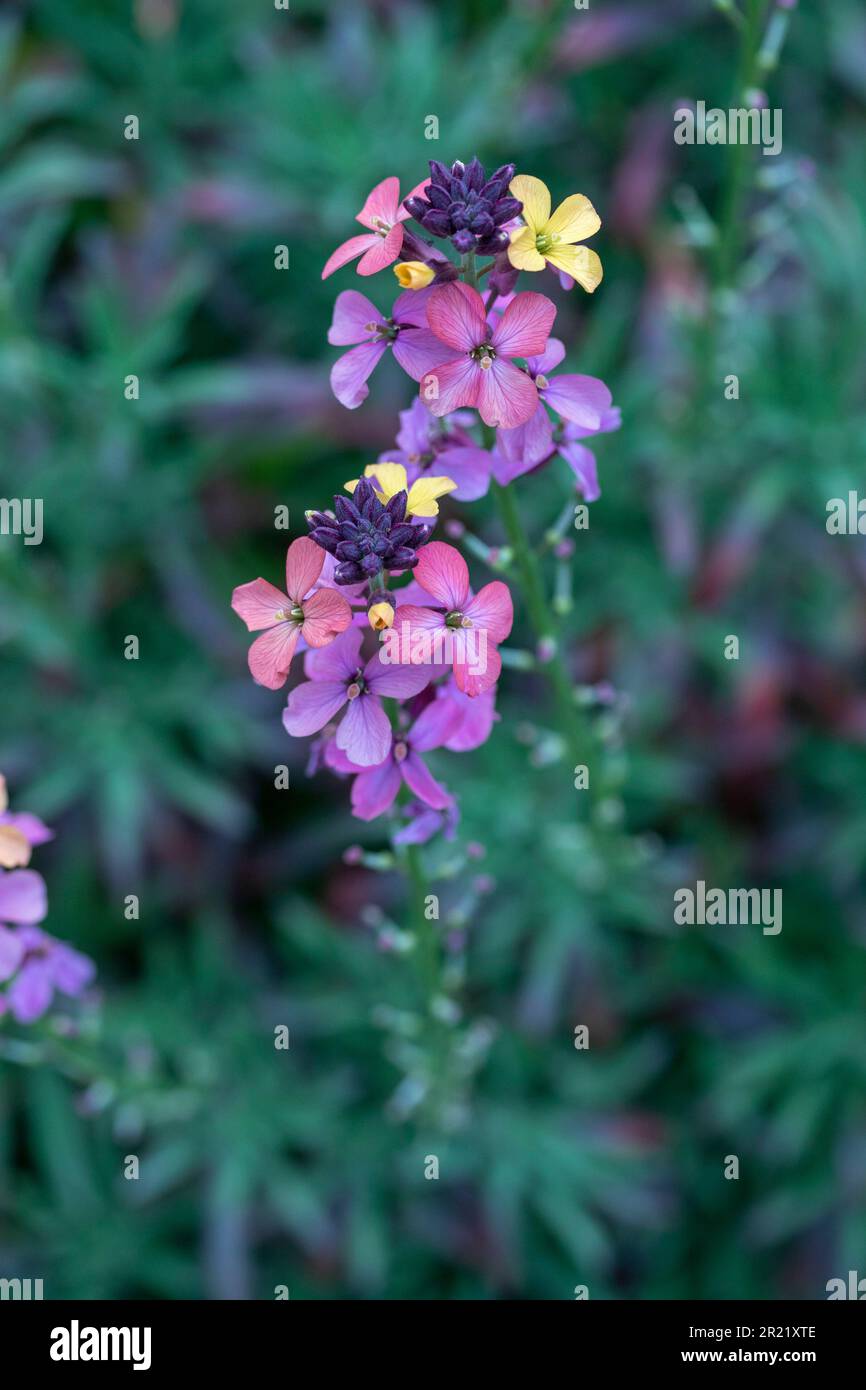 Stately close up environmental plant portrait of Erysimum Mutabile ...