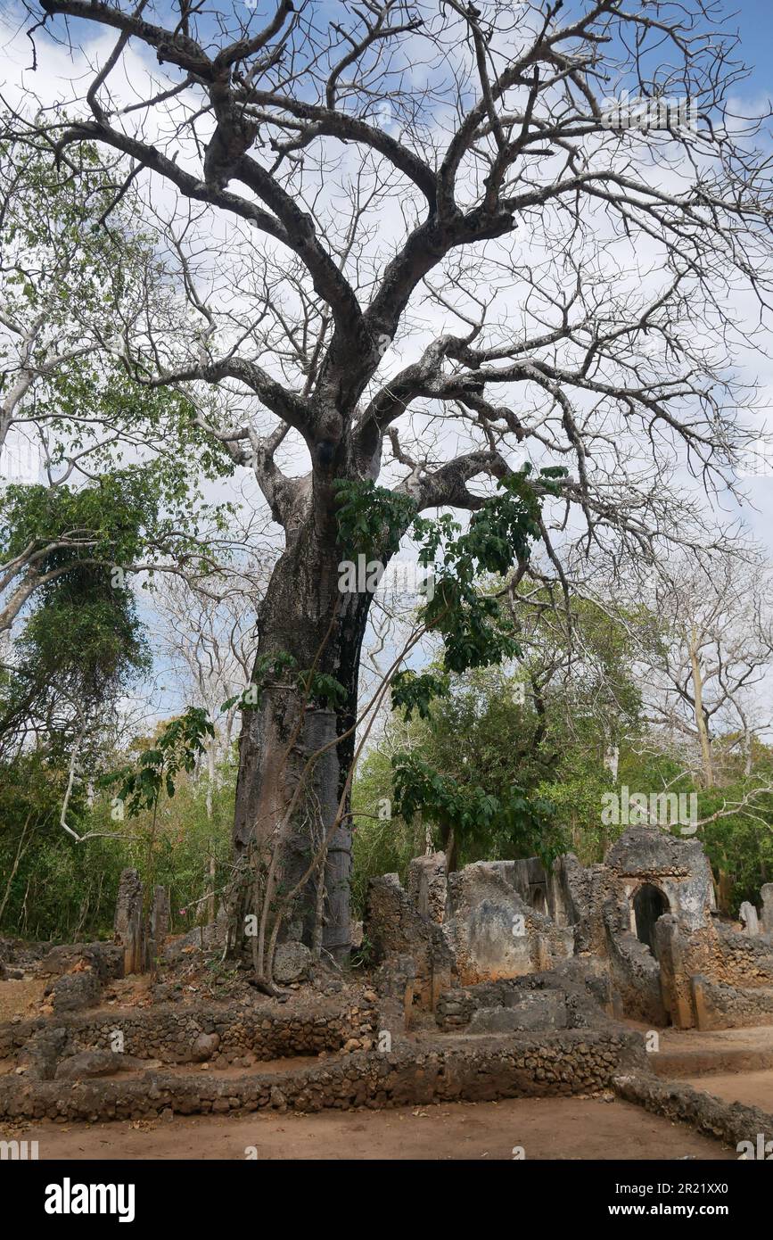 Trees growing through the ancient ruins at Gede Stock Photo - Alamy