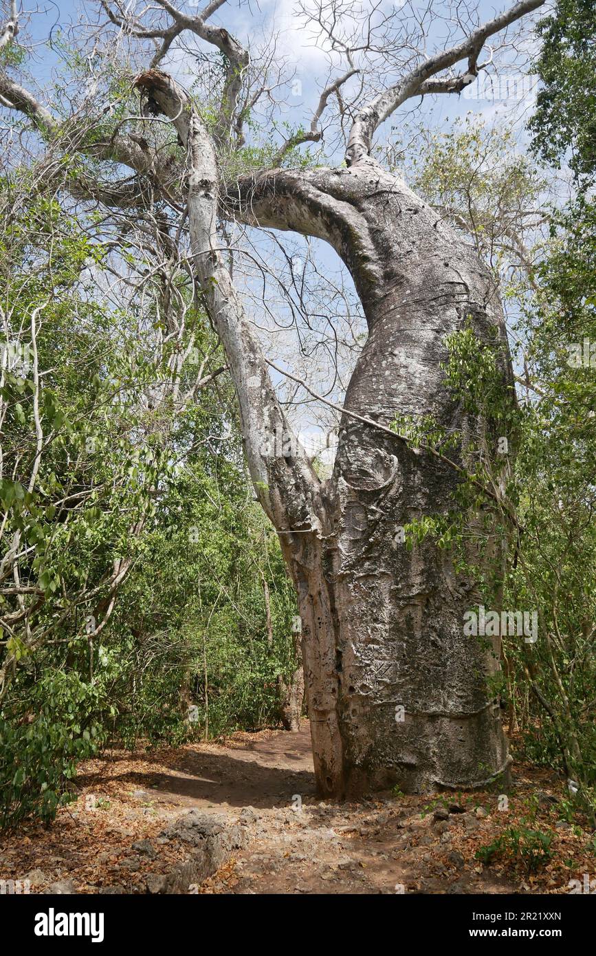 Baobab tree growing in the Arabuko-Sokoke reserve in Gede Stock Photo ...