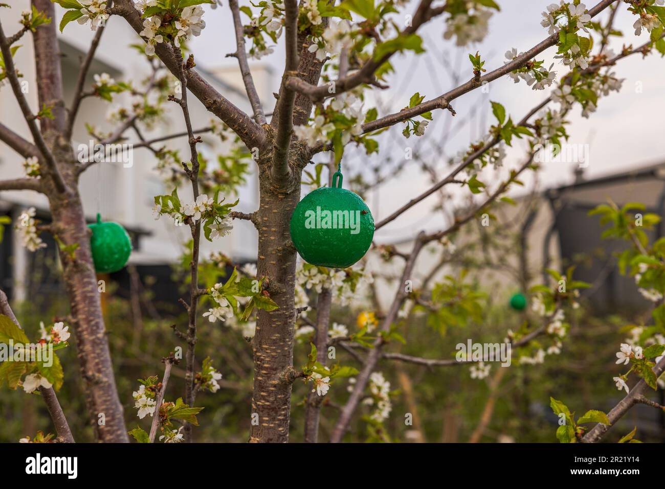 Close-up view of green plastic sticky insects traps on apple tree Stock ...