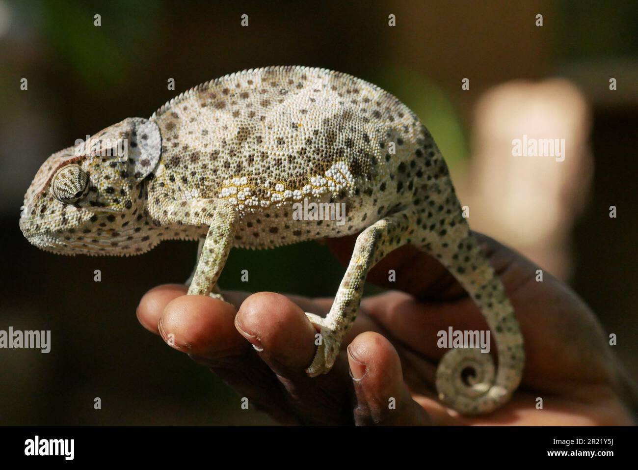 Zoo chameleon hi-res stock photography and images - Alamy