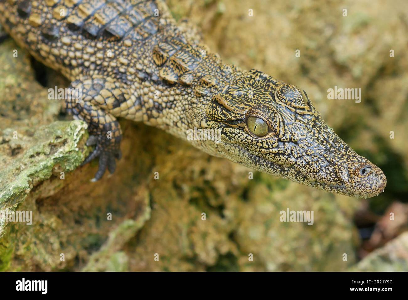 Baby crocodile in a small pool Stock Photo - Alamy
